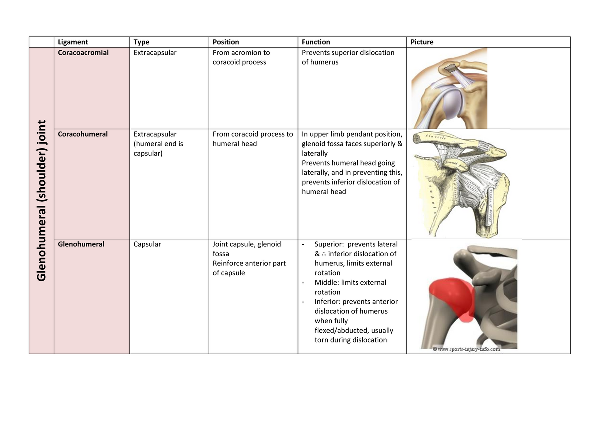 Ligament Table Glenohumeral Shoulder Joint Ligament Coracoacromial