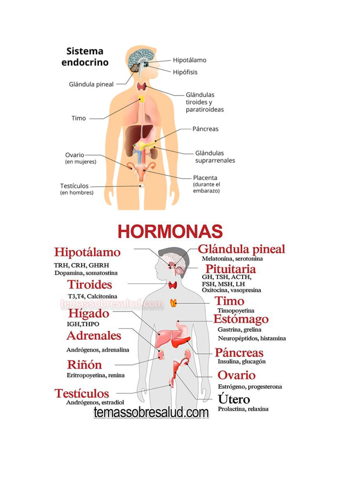 Sistema Endocrino Imágenes De Hormonas Cuadros Conceptuales