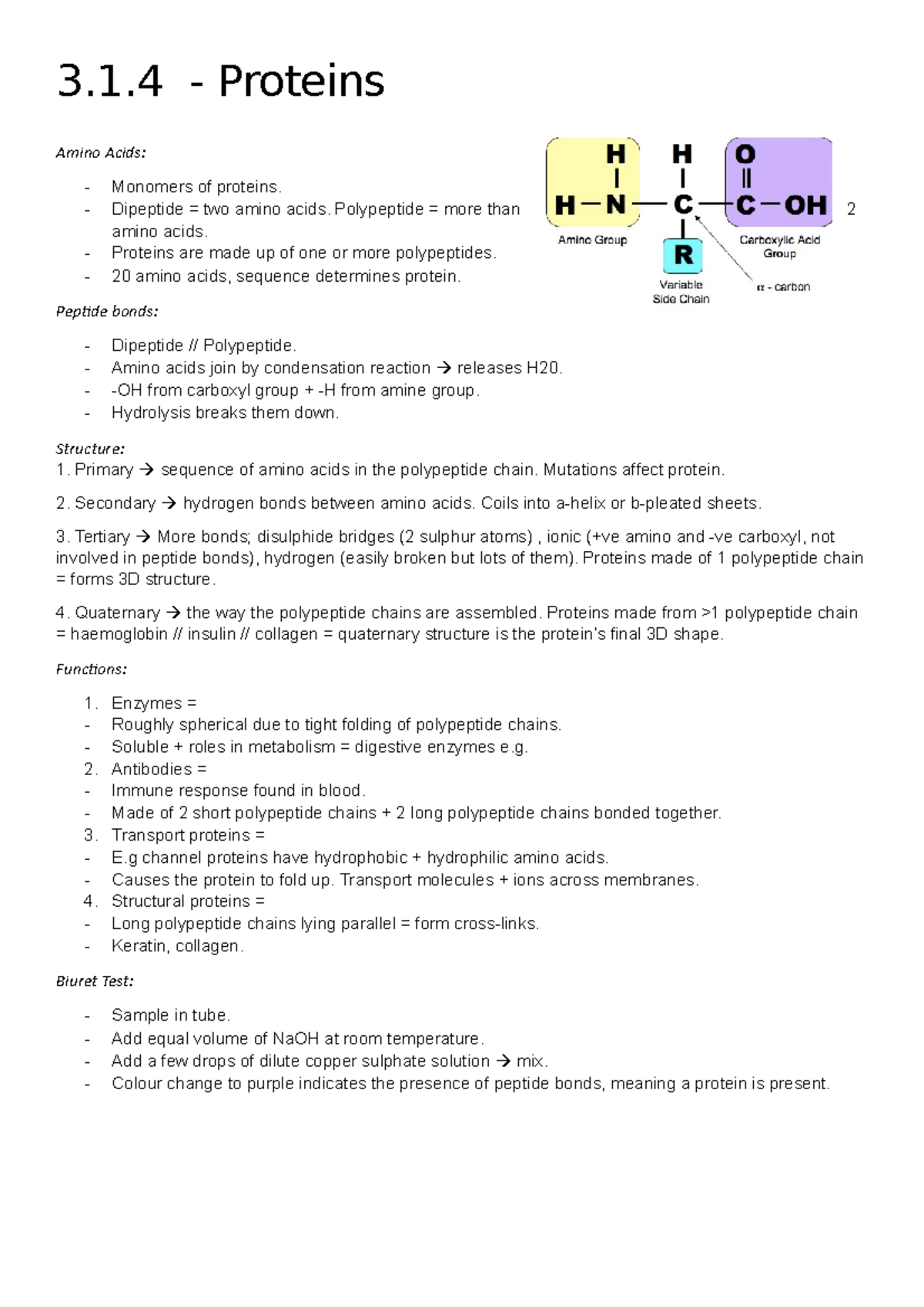 A Level Biology Proteins Notes 31 Proteins Amino Acids