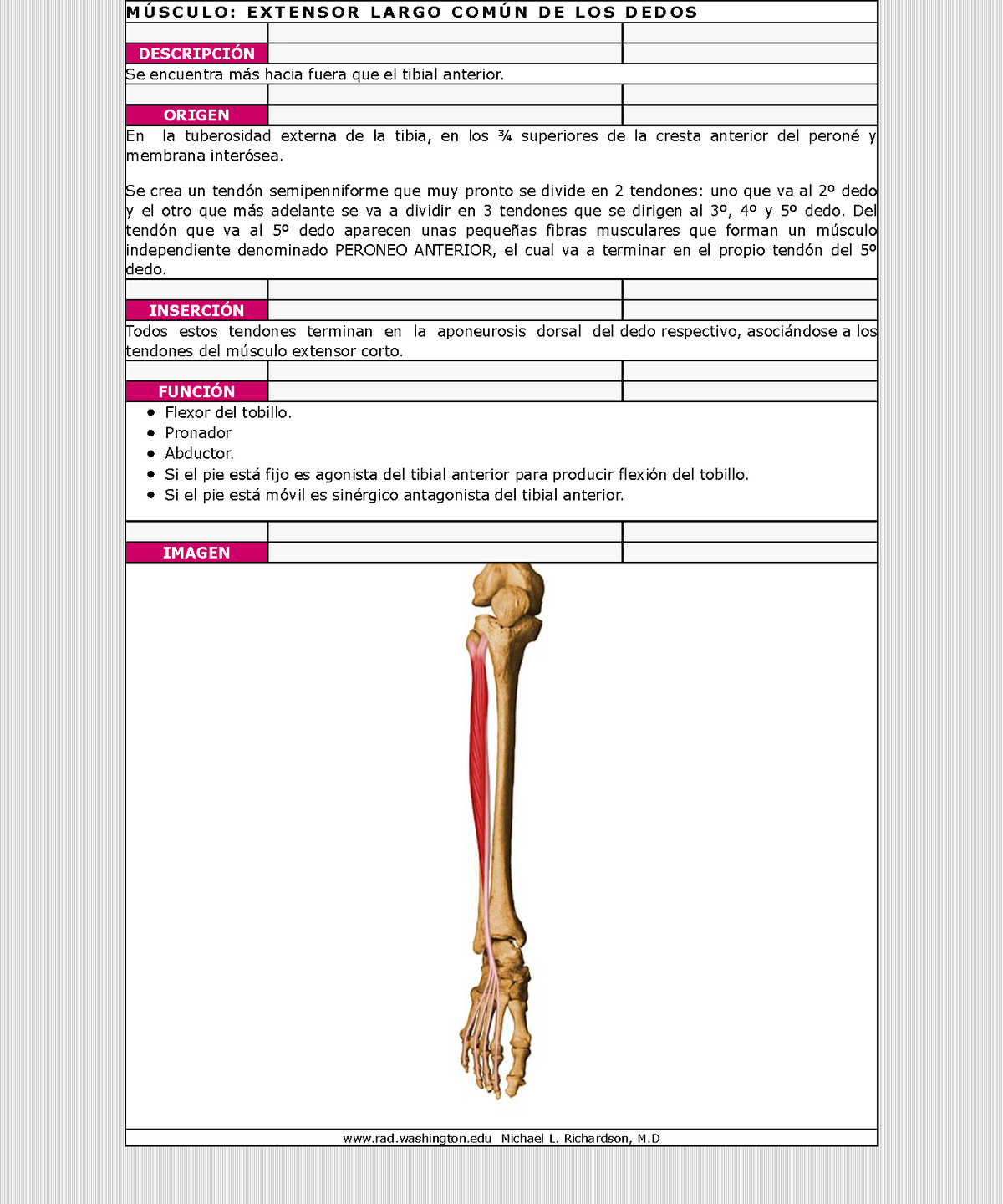 Musculo Extensor Largo Comun De Los Dedos M Ú S C U L O E X T E N S