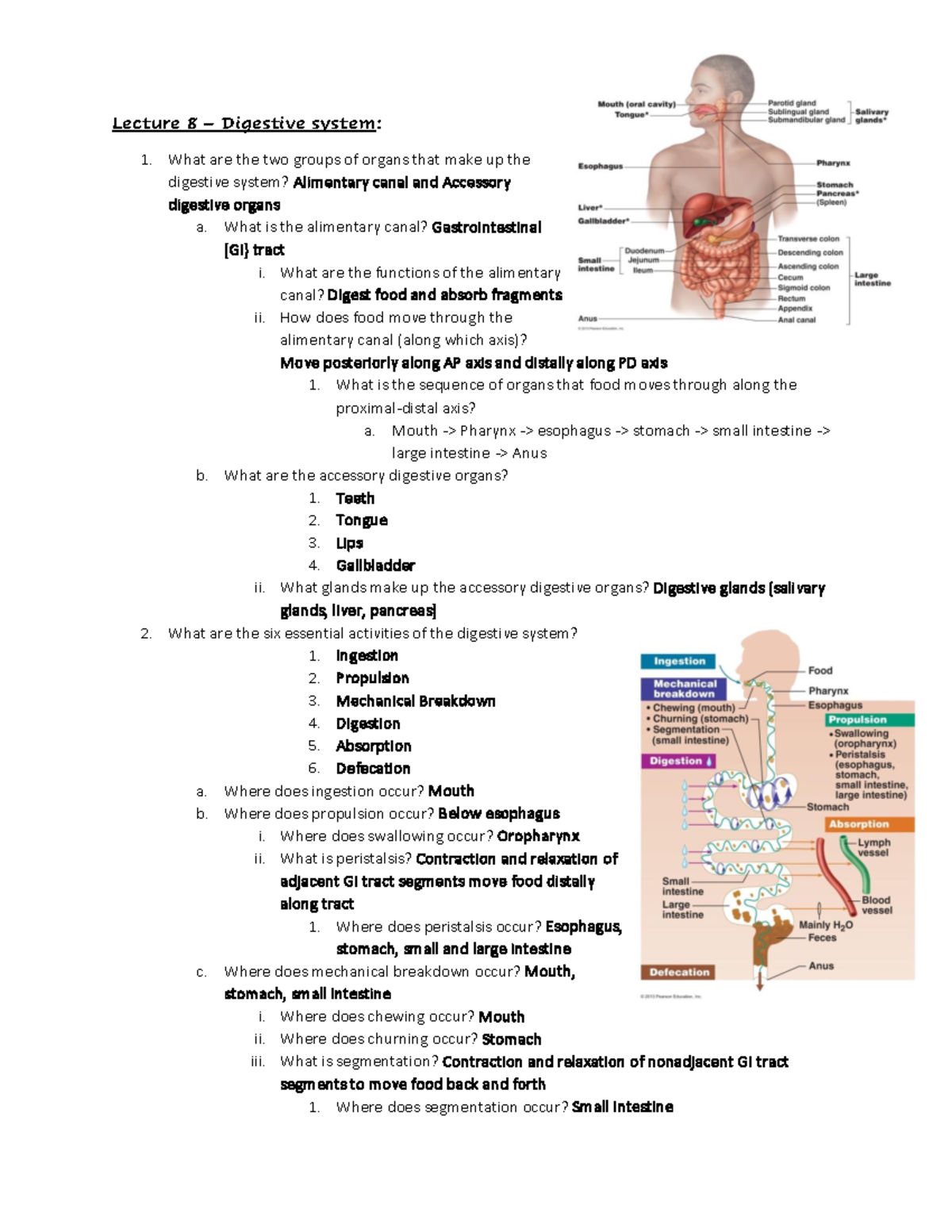 Lecture 8 Digestive System Lecture 8 Digestive System What Are The