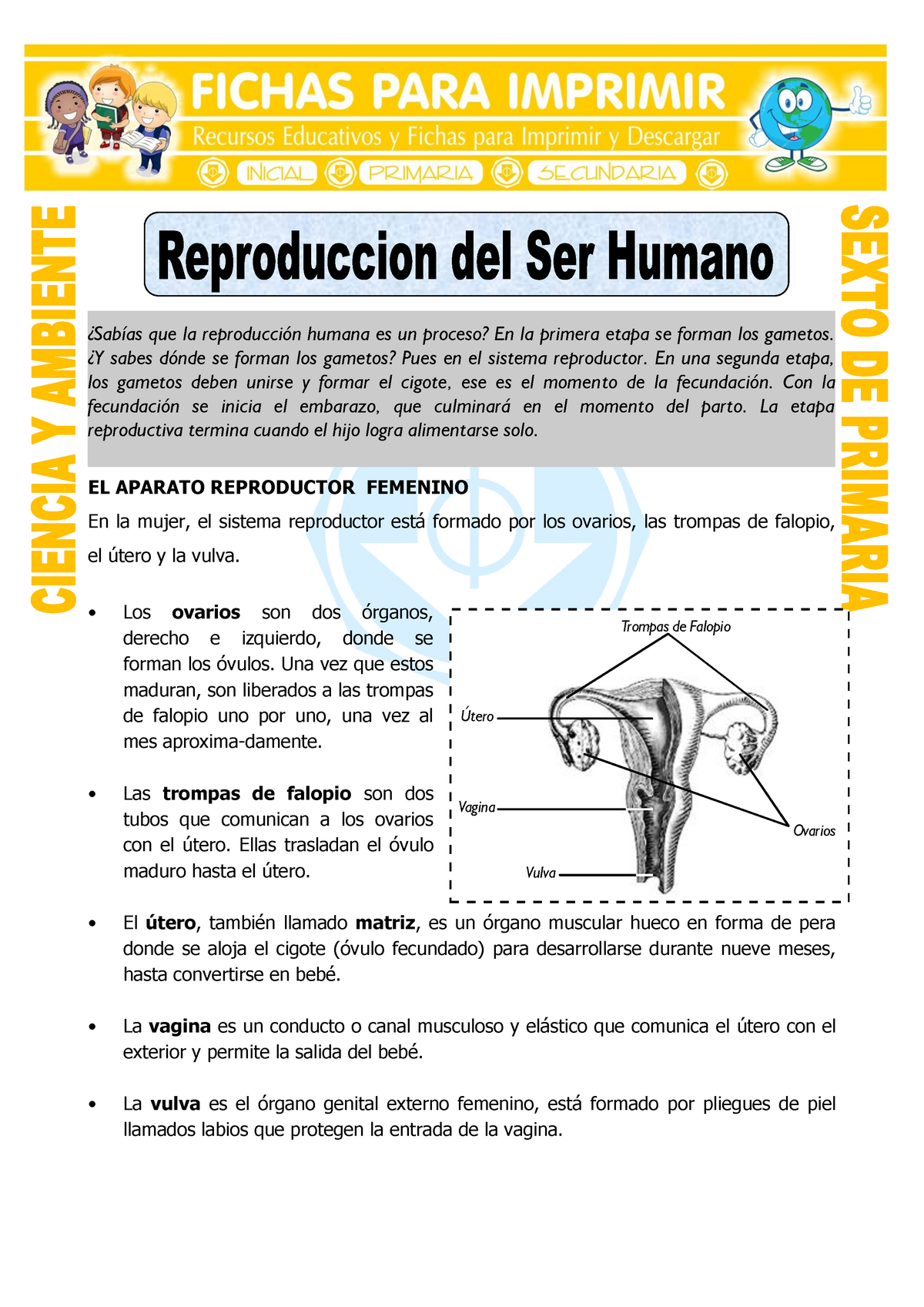 Ficha Reproduccion Del Ser Humano Para Sexto De Primaria ¿sabías Que