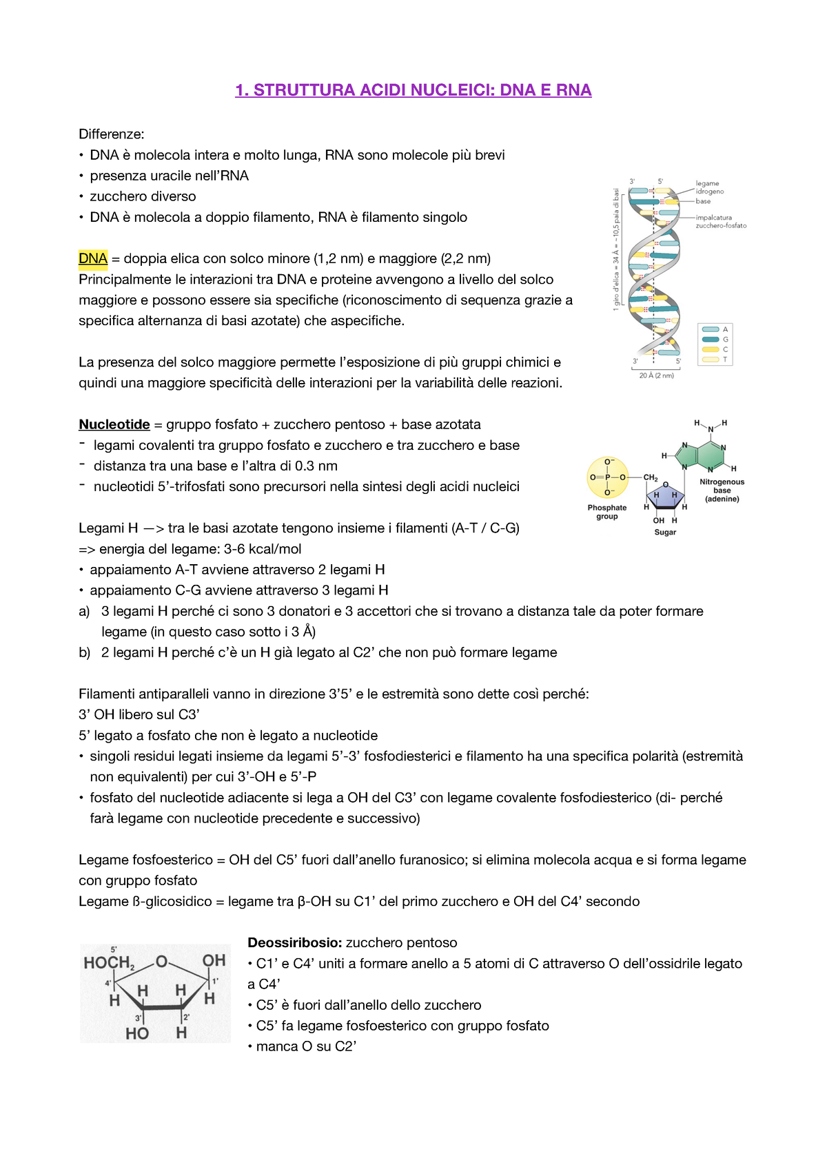 1 Struttura Acidi Nucleici 1 Struttura Acidi Nucleici Dna E Rna