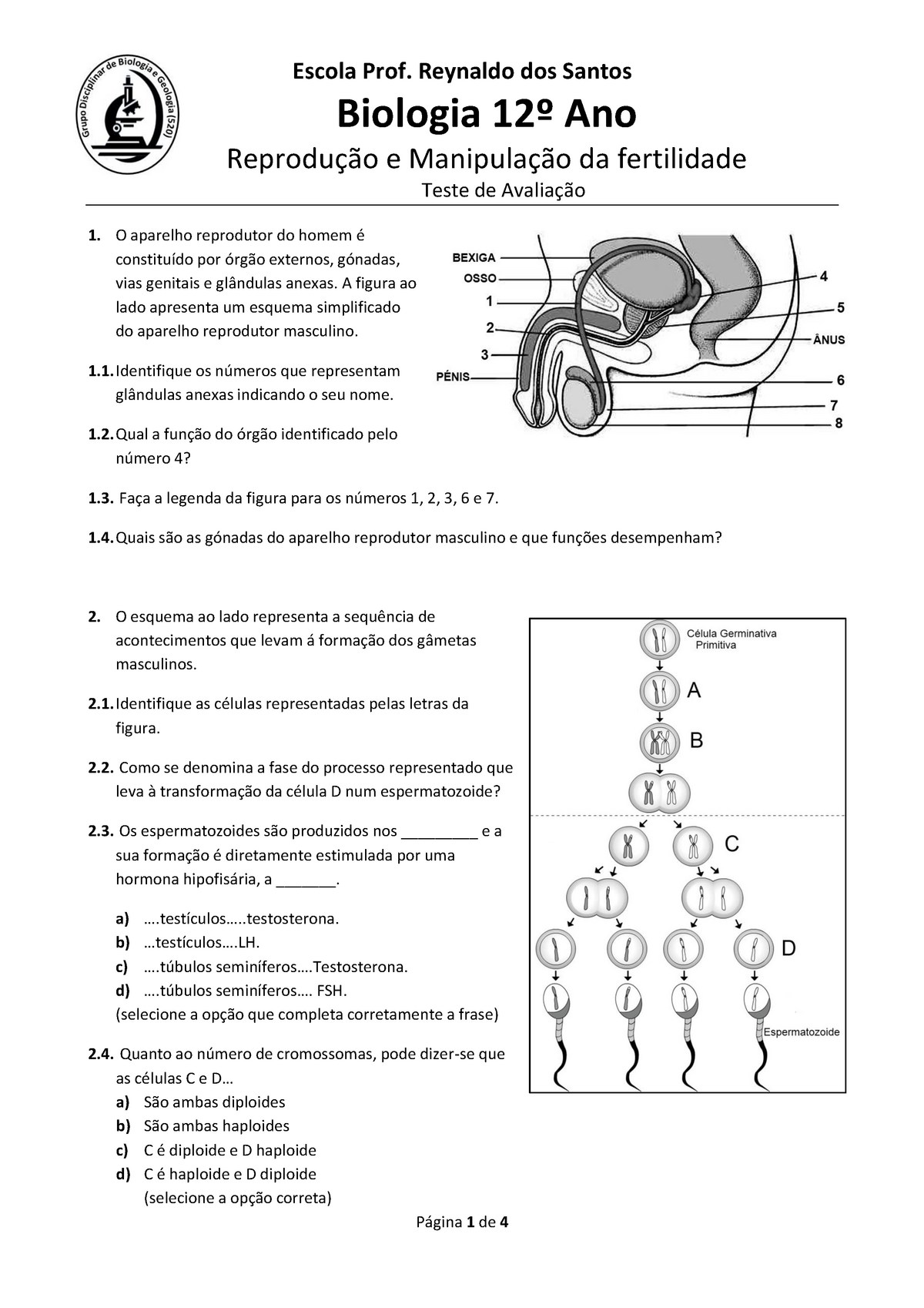 Ficha Sobre Sistema Reprodutor Escola Prof Reynaldo Dos Santos