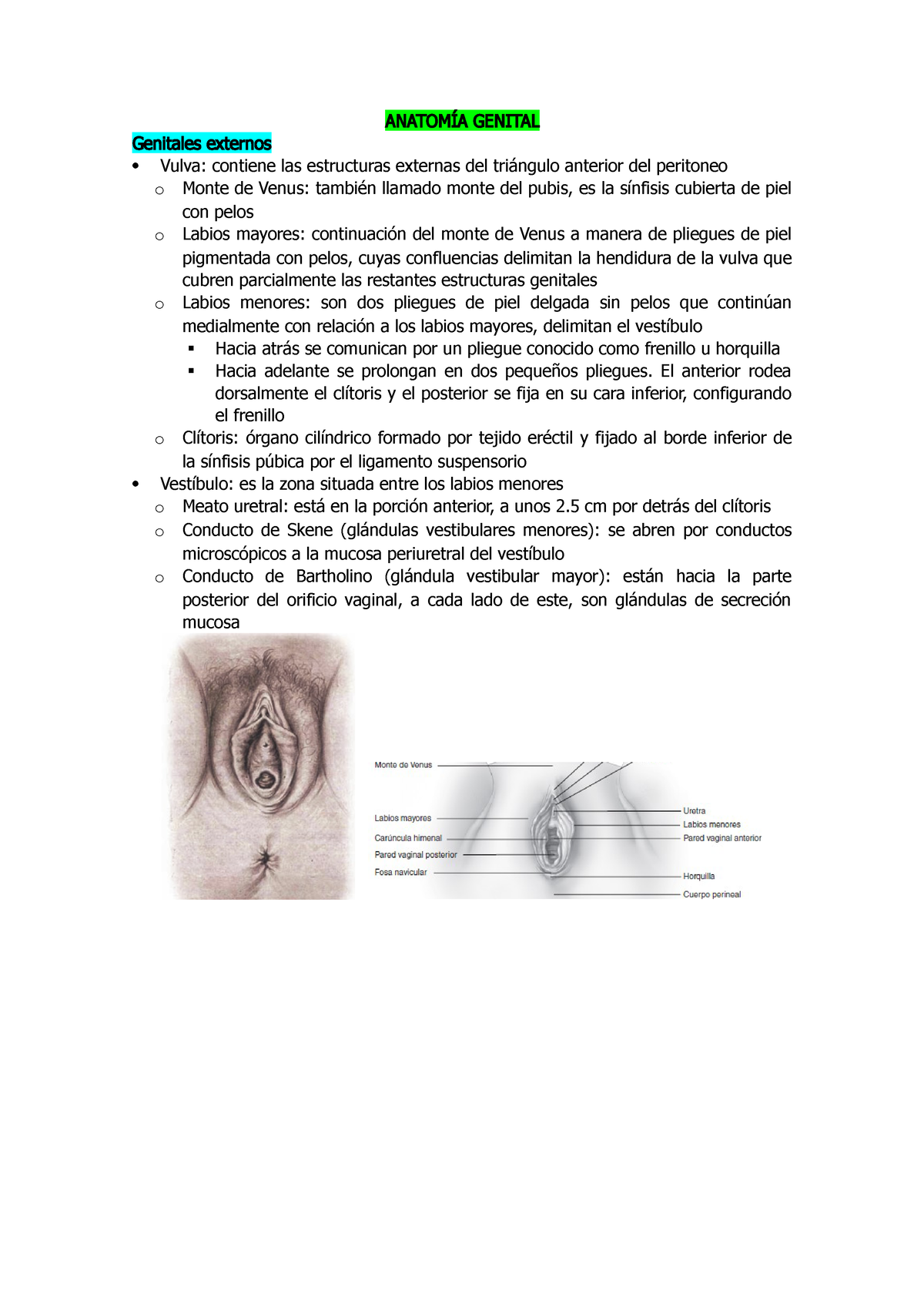 Anatomía Genital Femenina AnatomÍa Genital Genitales Externos Vulva