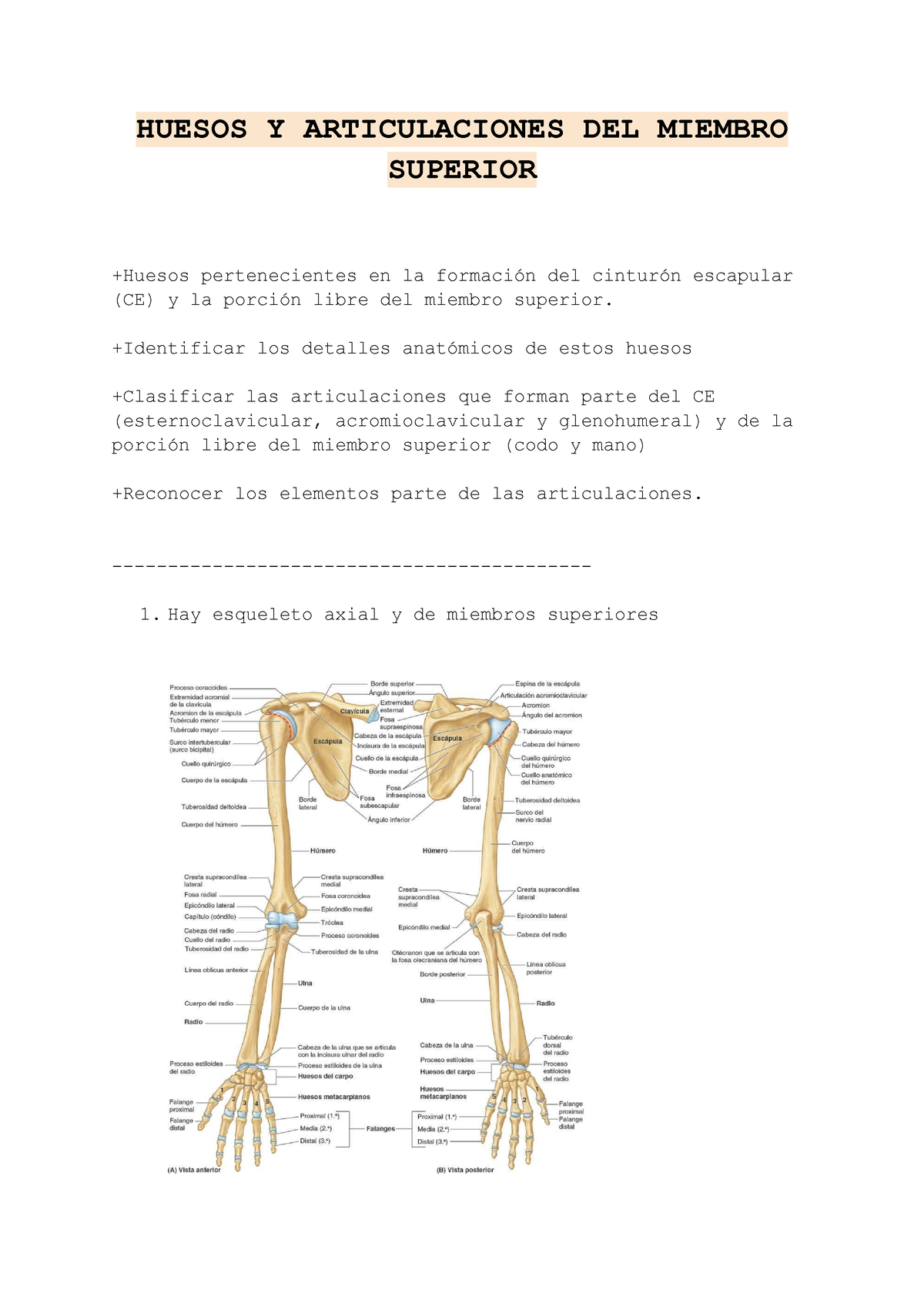 Apuntes De Hueso Y Articulaciones Del Miembro Superior Sistema