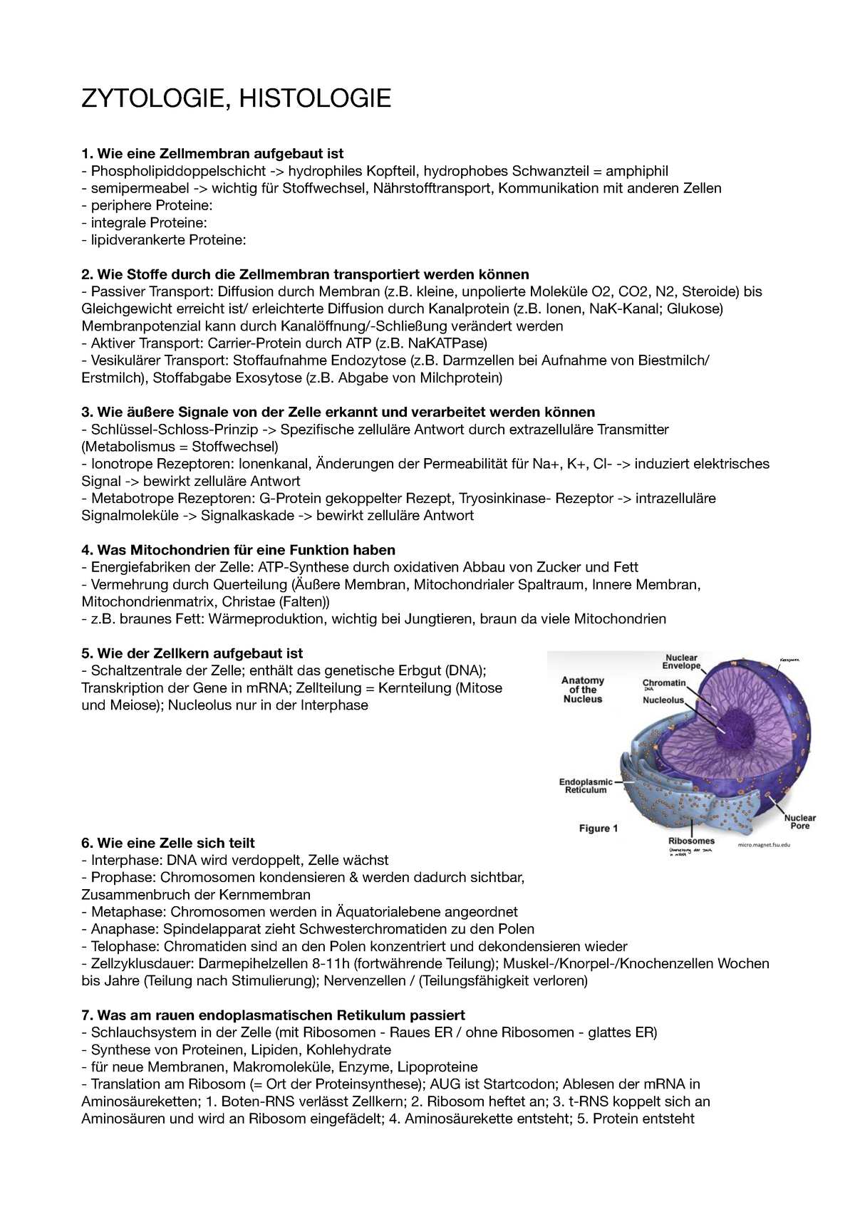 Zytologie Histologie Zusammenfassung Anatomie Der Nutztiere