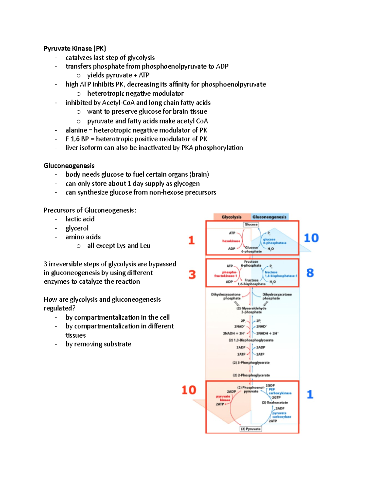 Bioc 3560 Lecture Notes Pyruvate Kinase Pk Catalyzes Last Step Of