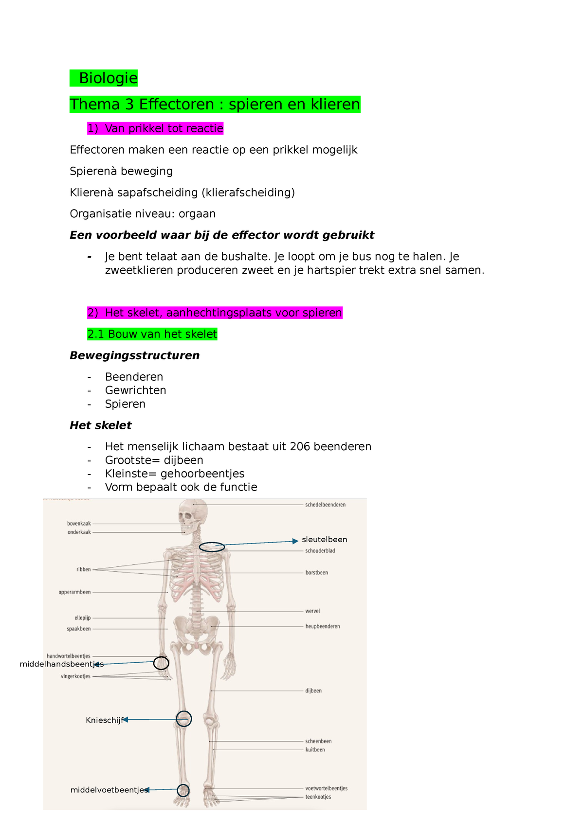 Bio Samenvatting Thema 3 Sleutelbeen Biologie Thema 3 Effectoren