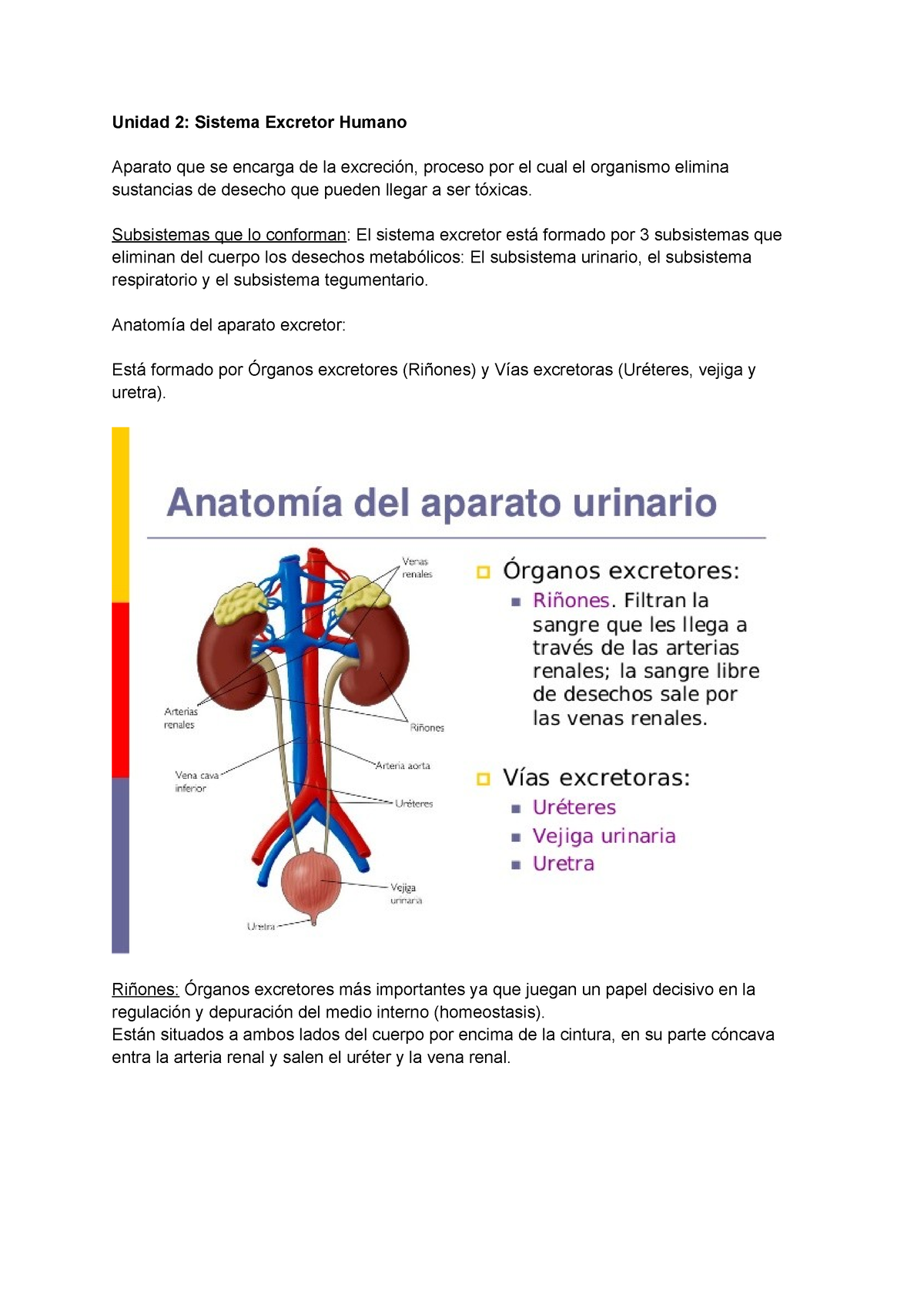 Bio Sistema Excretor Ale Unidad 2 Sistema Excretor Humano Aparato