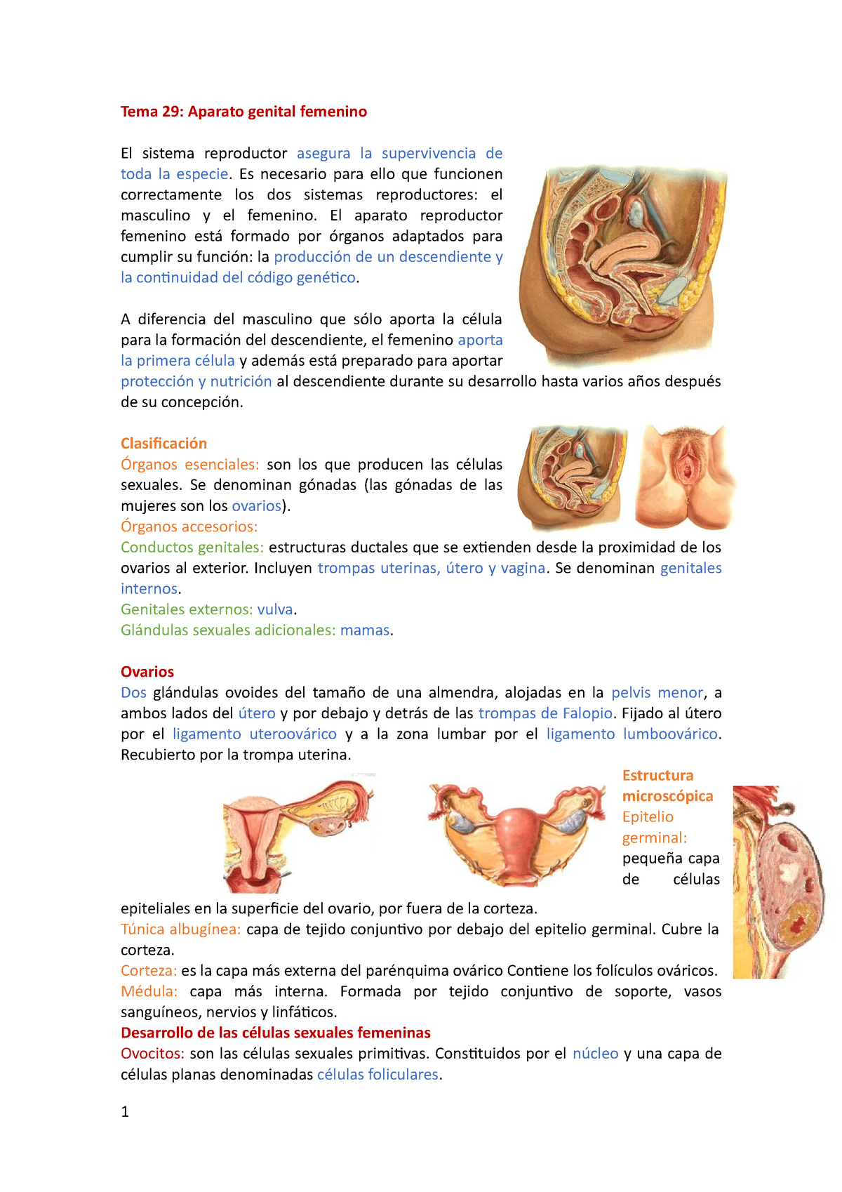 Anatomía Tema 29 Apuntes 29 Tema 29 Aparato Genital Femenino El