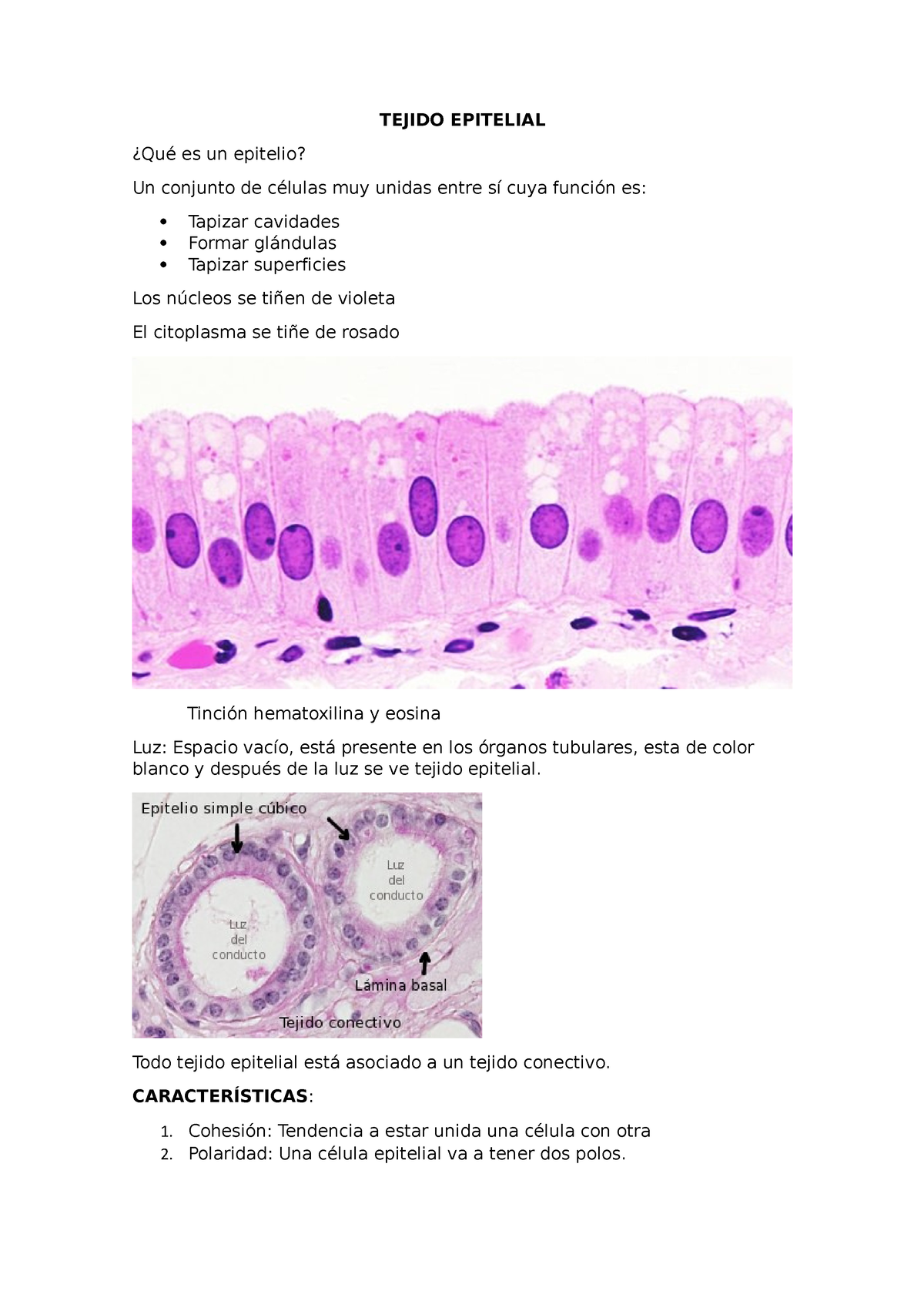 Tejido Epitelial Histología Y Embriología Unlp Studocu