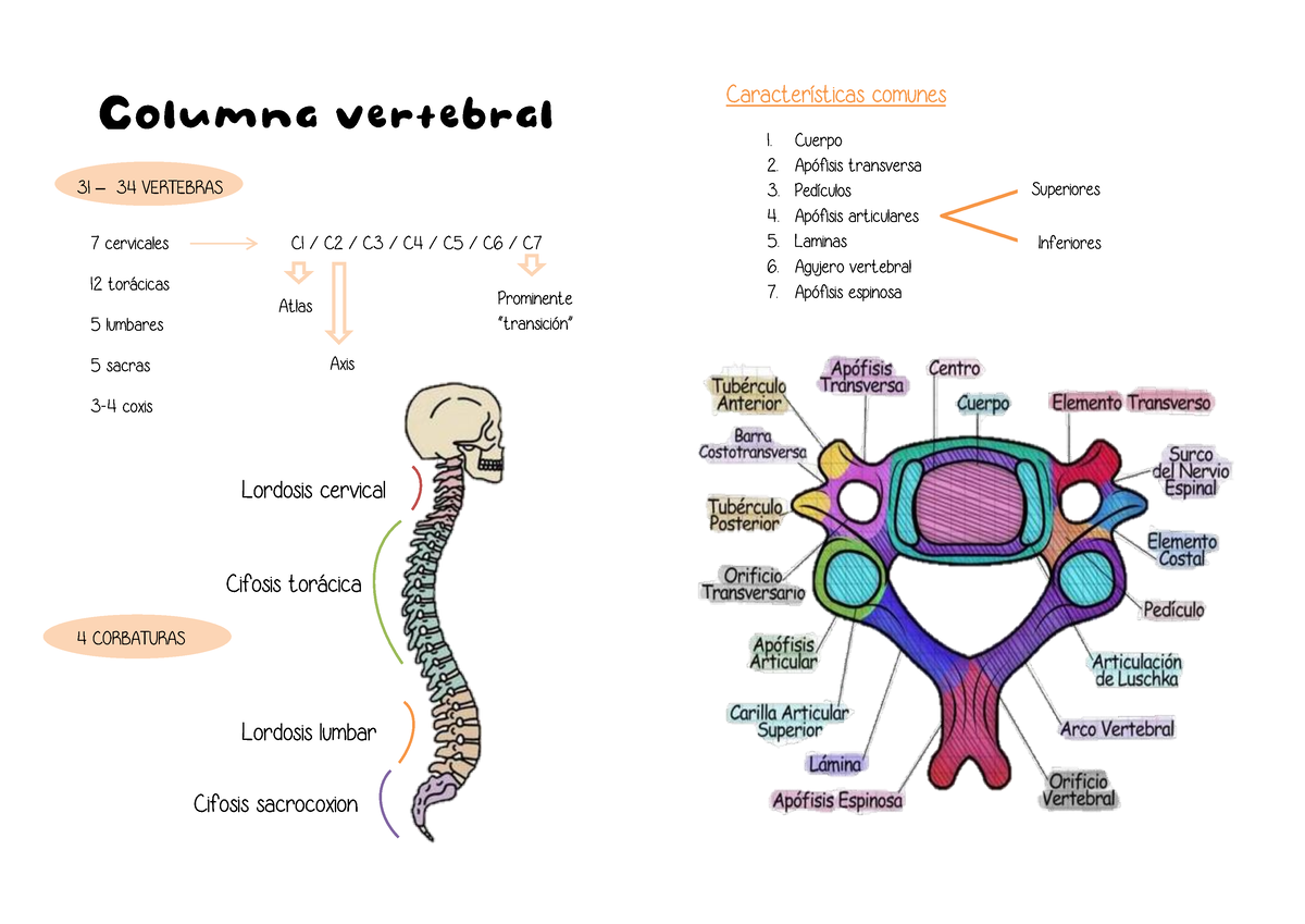 Columna Vertebral 31 34 Vertebras 7 Cervicales 12 Torácicas 5