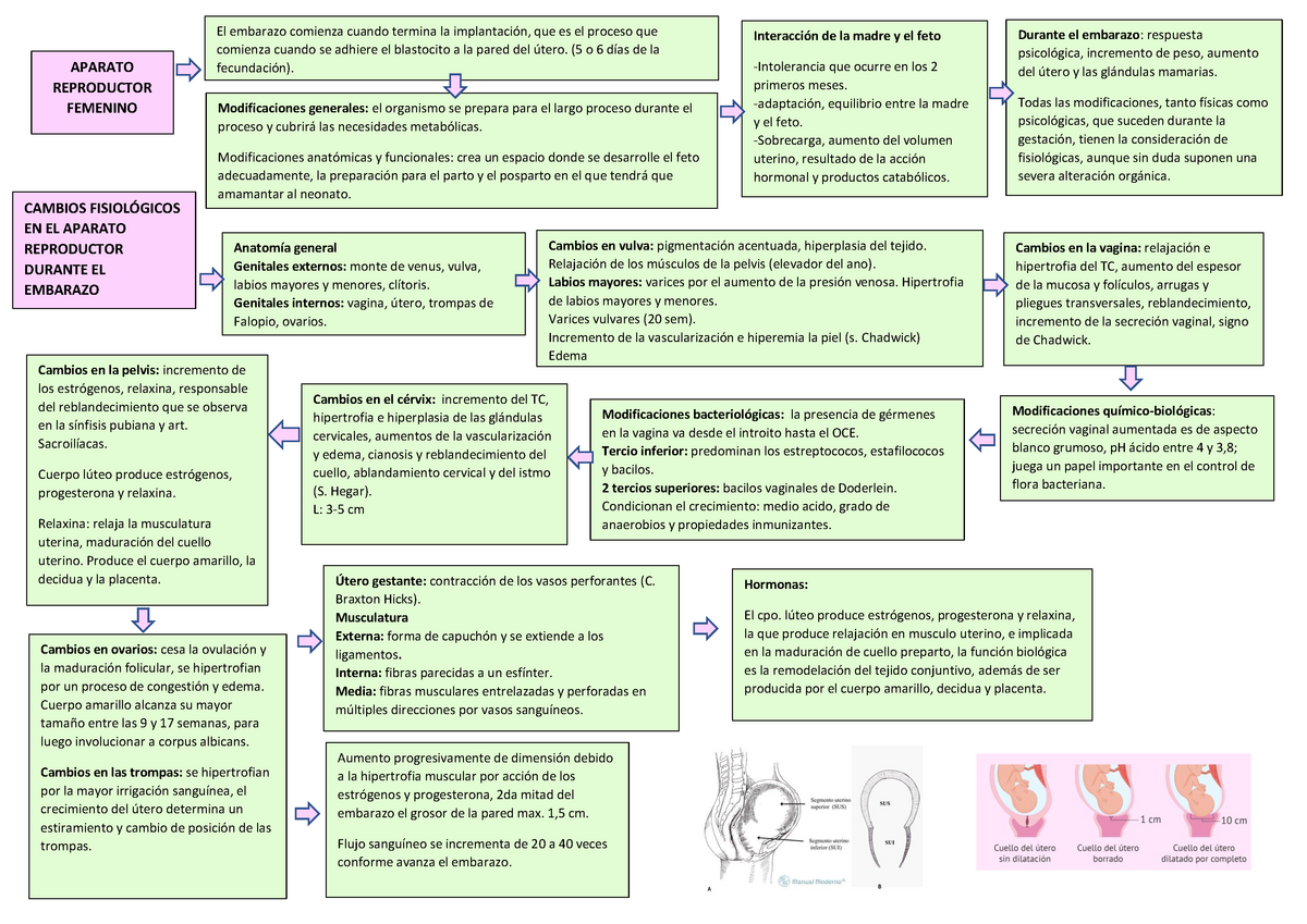 Tarea 10 Apuntes Aparato Reproductor Femenino Aparato Reproductor