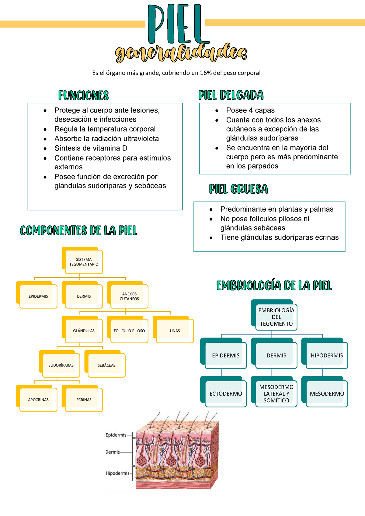 Piel Villaseñor Baltazar Abraham Sistema Tegumentario Epidermis