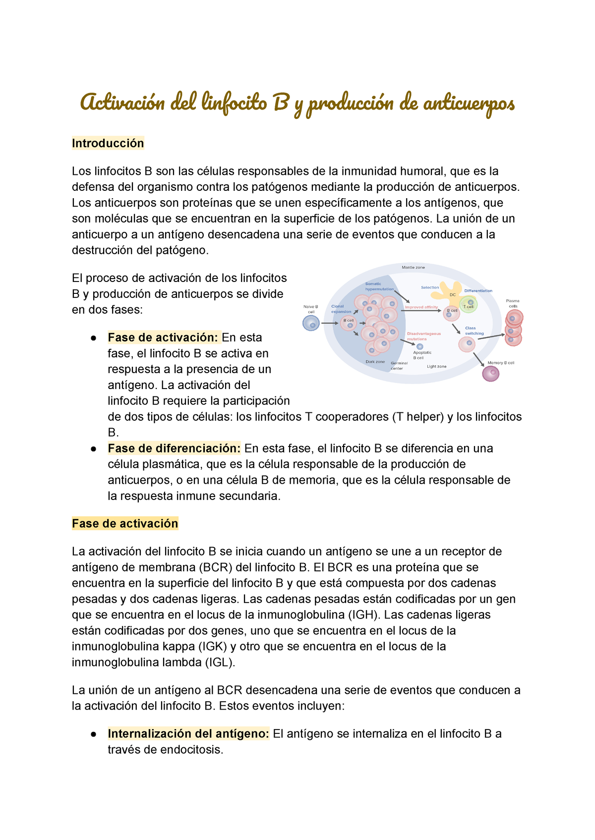 Activación Del Linfocito B Y Producción De Anticuerpos Activació De