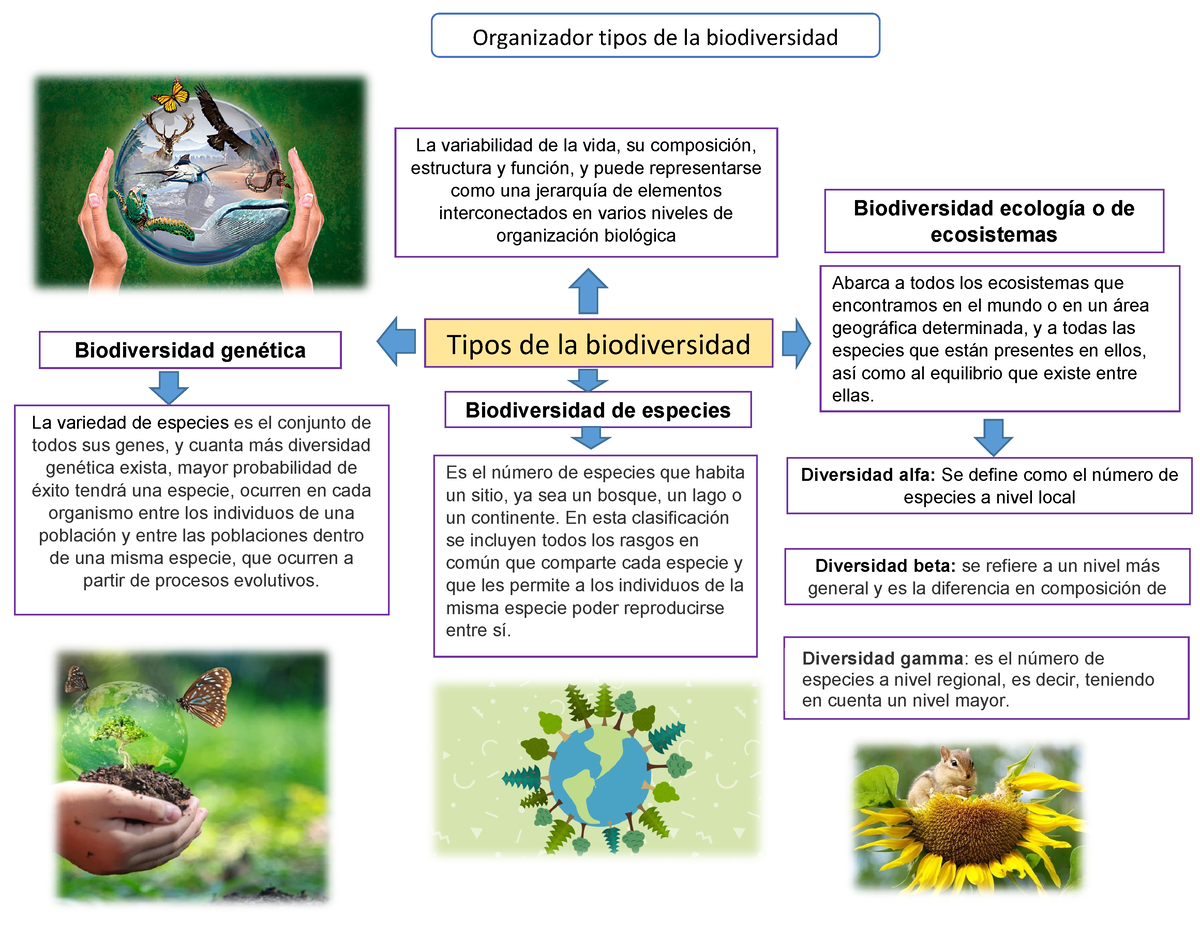 Tipos De Biodiversidad Tipos De La Biodiversidad La Variabilidad De