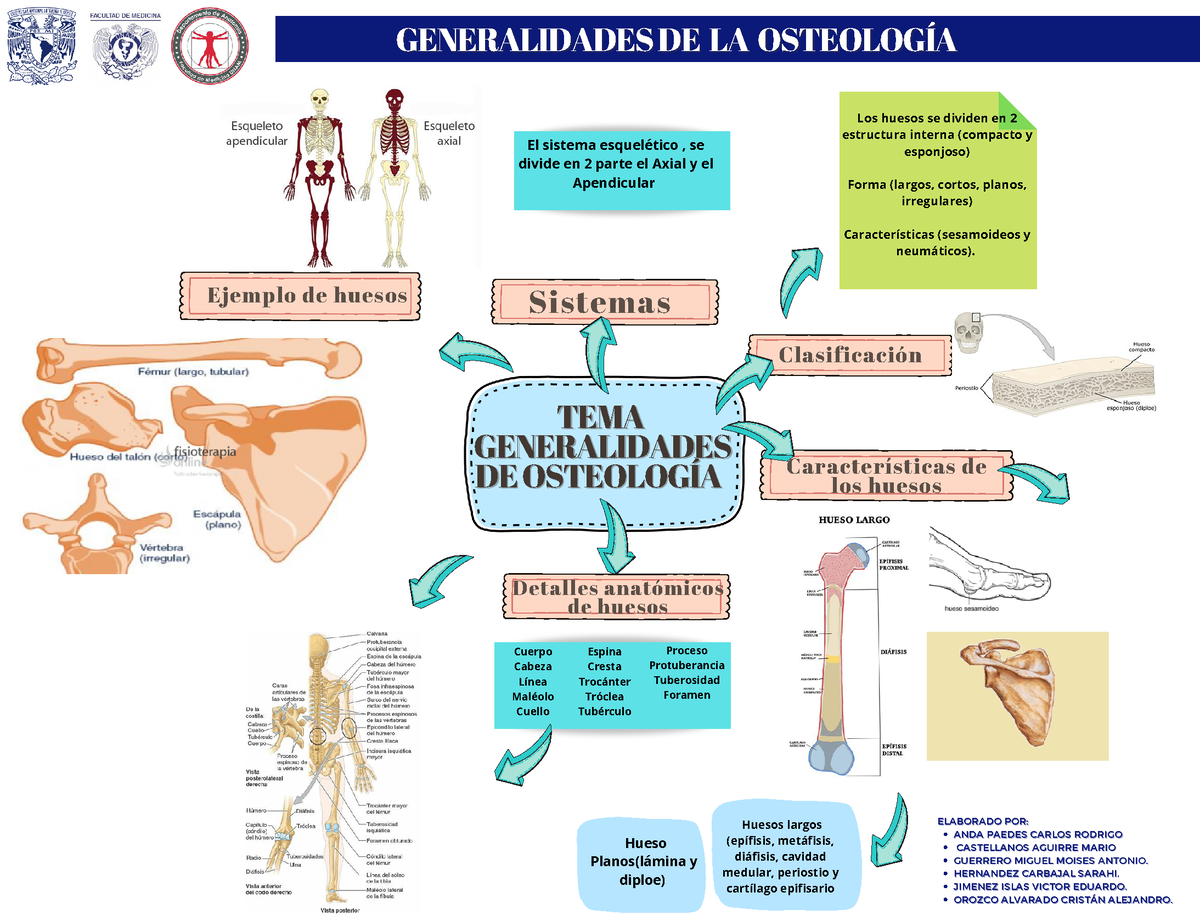 Arriba 67 Imagen Mapa Mental De Osteologia Abzlocalmx Images