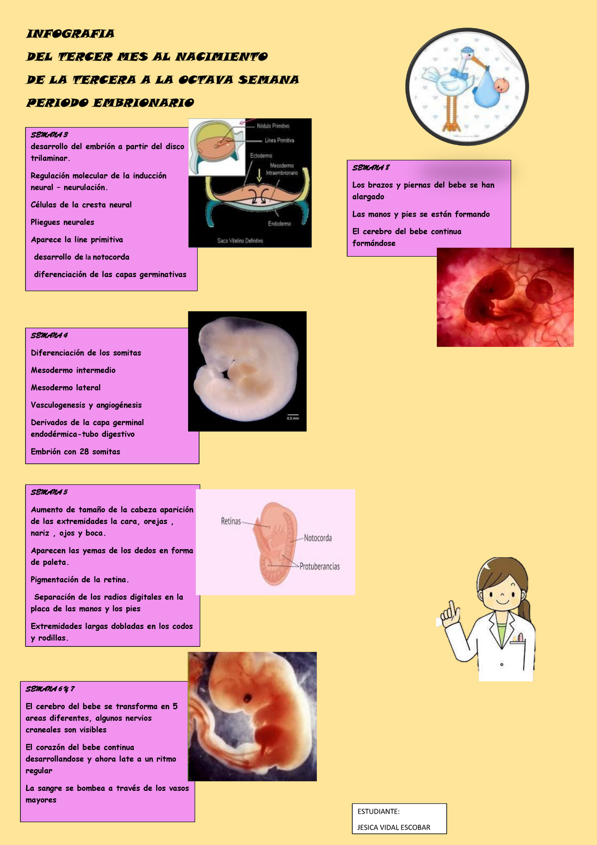 Infografia Hito 5 Embriologia Pdf Infografia Del Tercer Mes Al