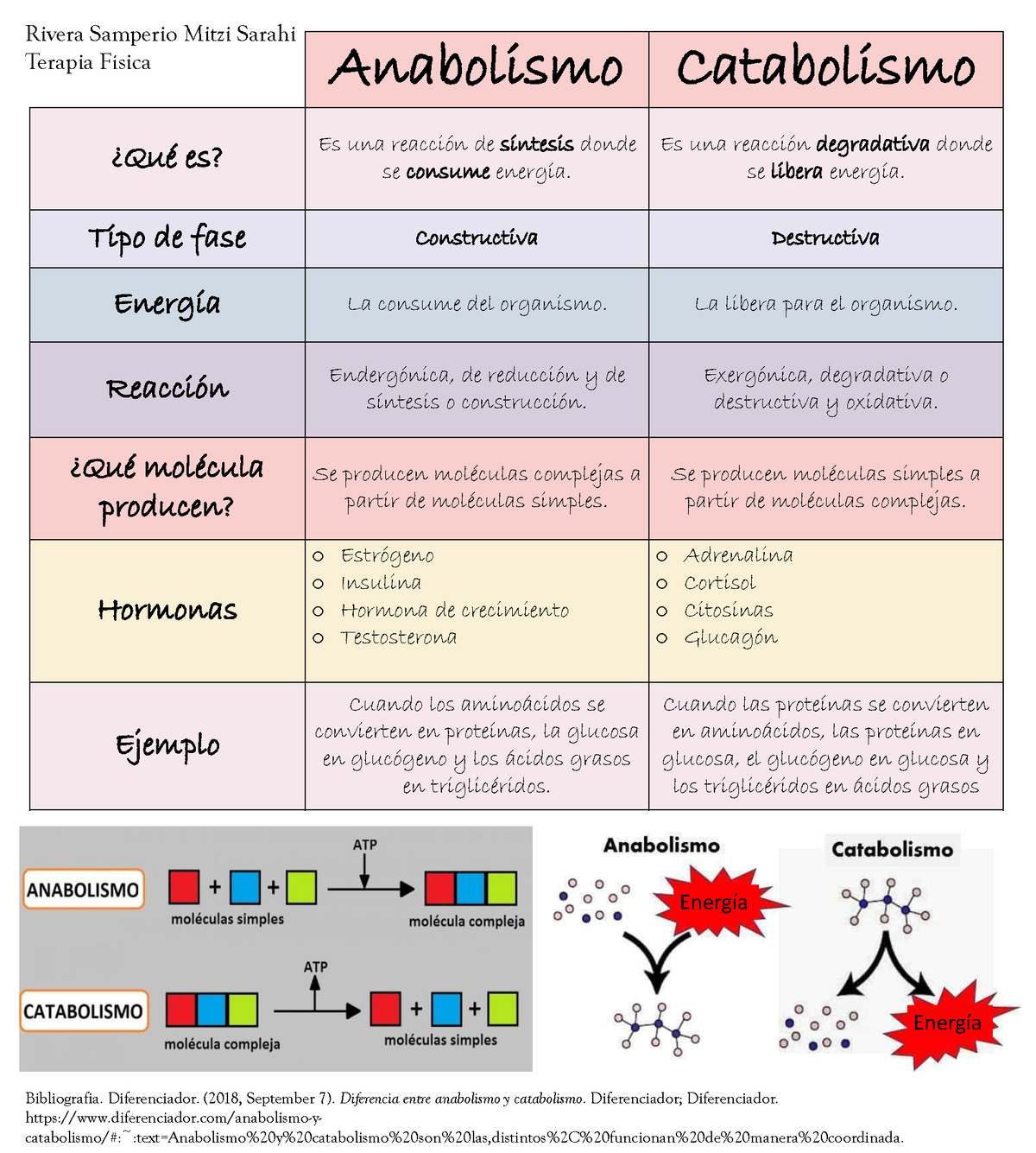 Diferencias Entre Catabolismo Y Anabolismo