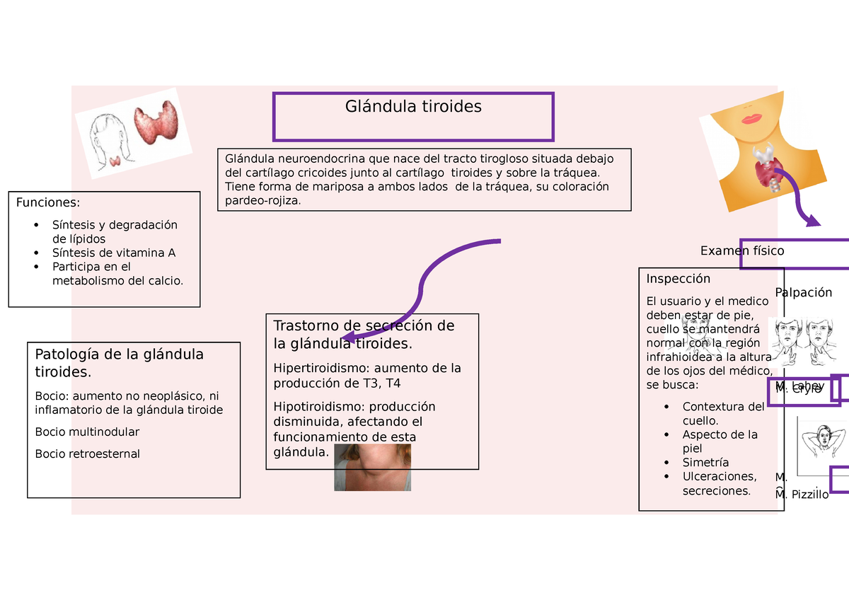 Mapa Conceptual Unidad 3 Glandula Tiroides Glándula Tiroides Glándula