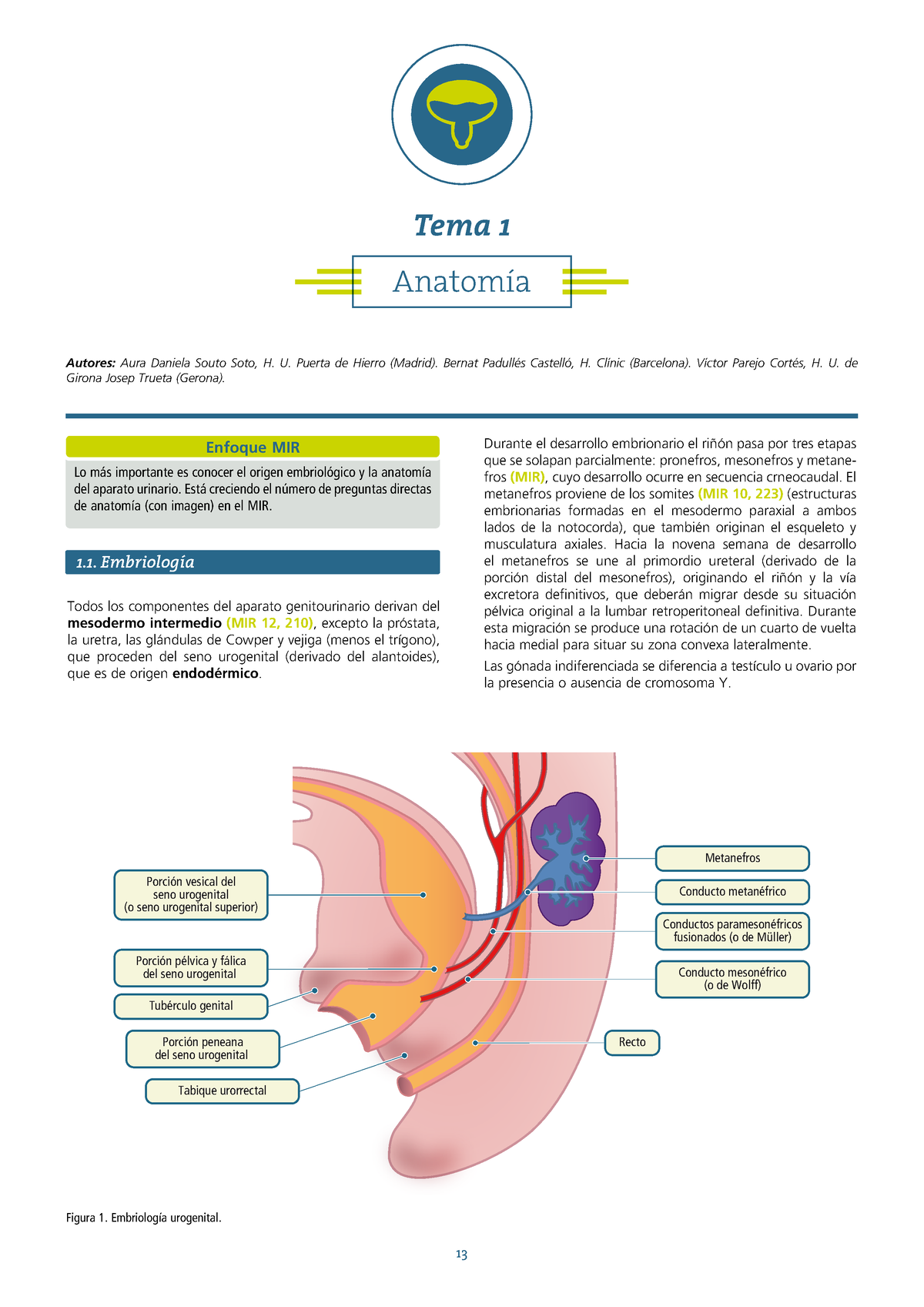 Urologia Anato 1 Embriología Todos Los Componentes Del Aparato