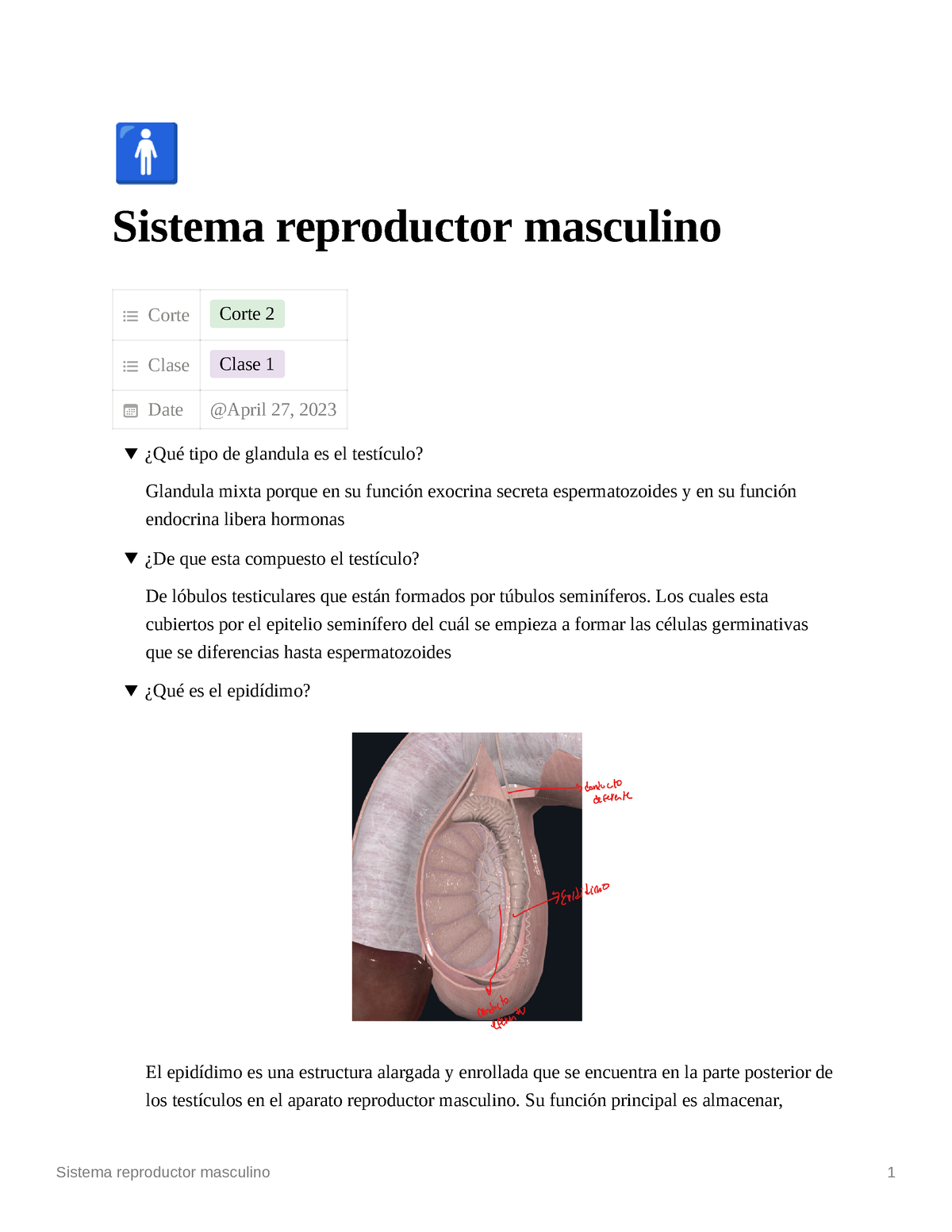 Apuntes Sistema Reproductor Masculino ÿ Sistema Reproductor Masculino