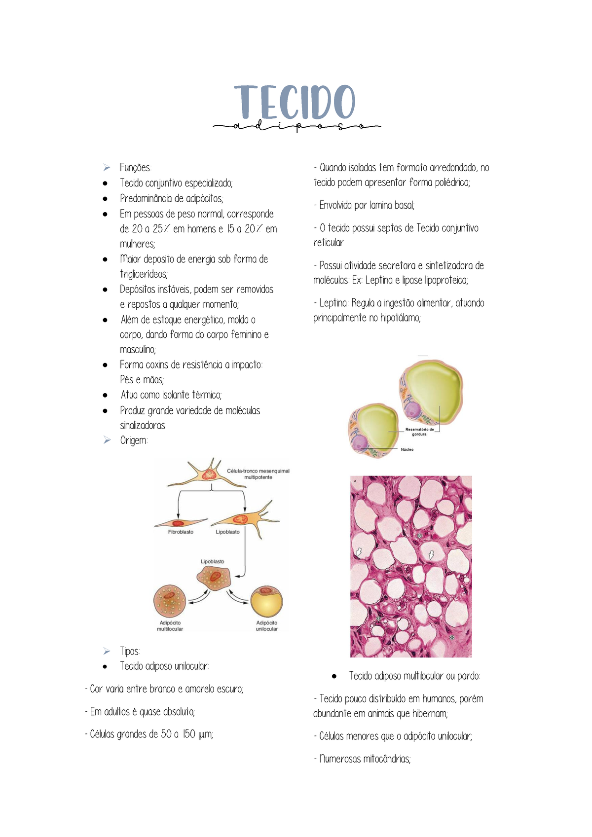 Resumo De Tecido Adiposo Histologia Funções Tecido Conjuntivo