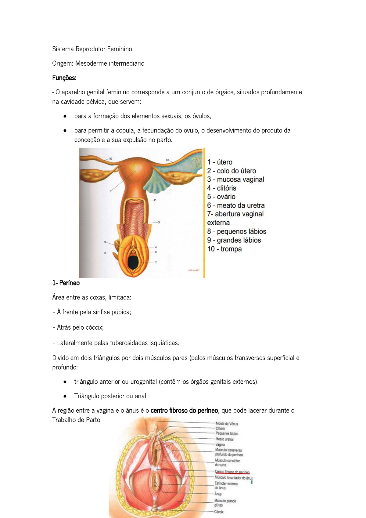 2 Sistema Reprodutor Feminino Resumo Sistema Reprodutor Feminino