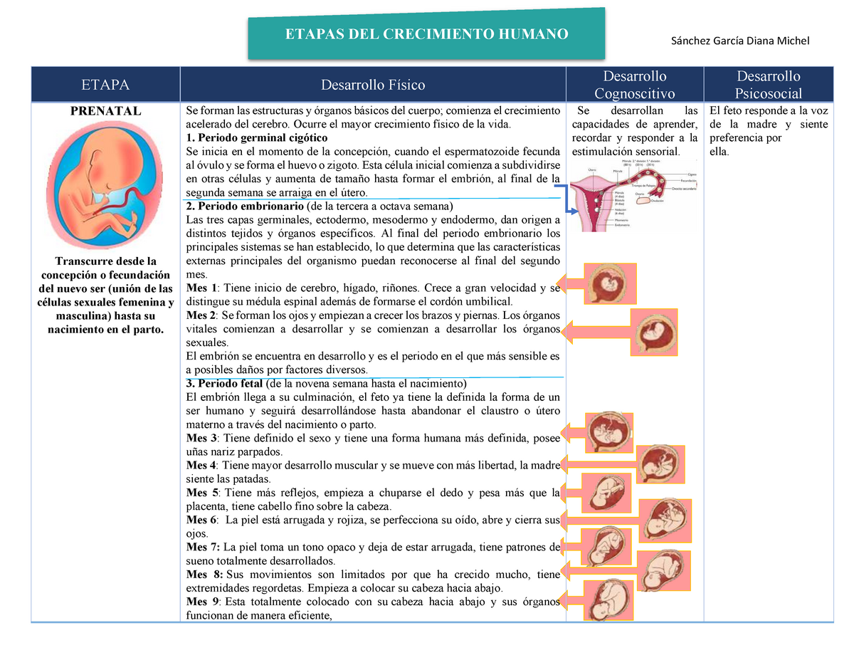 Etapas Del Crecimiento Humano Warning Tt Undefined Function 32