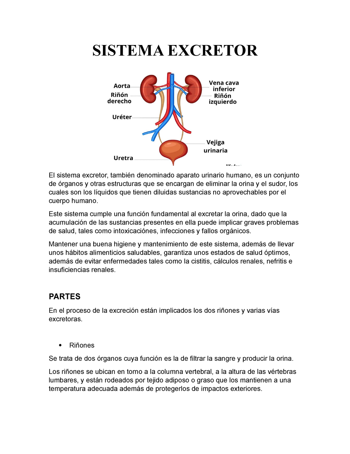 Sistema Excretor Sistema Excretor El Sistema Excretor También