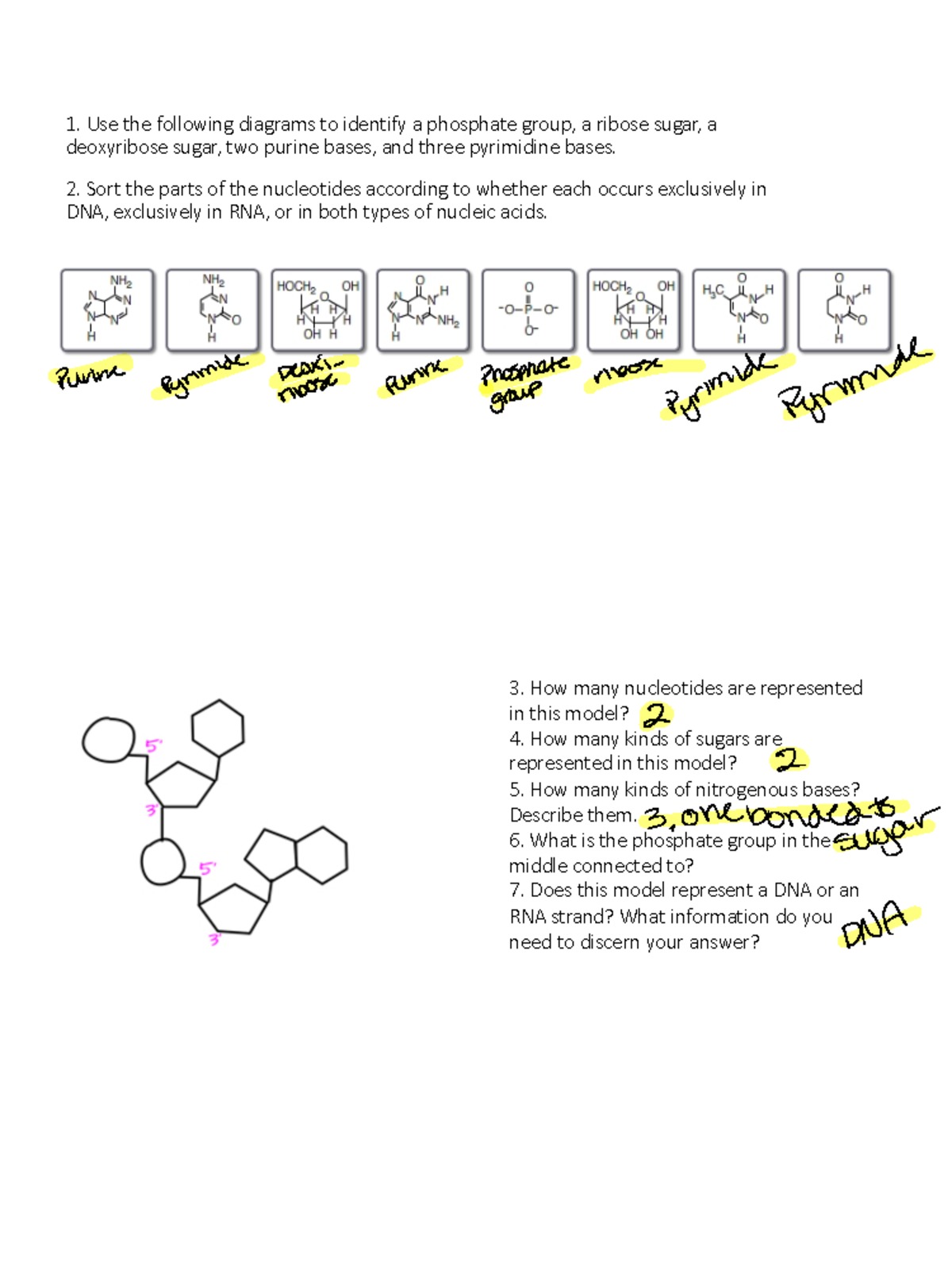 Week 5 Nucleic Acids Class Exercises 1 Use The Following Diagrams