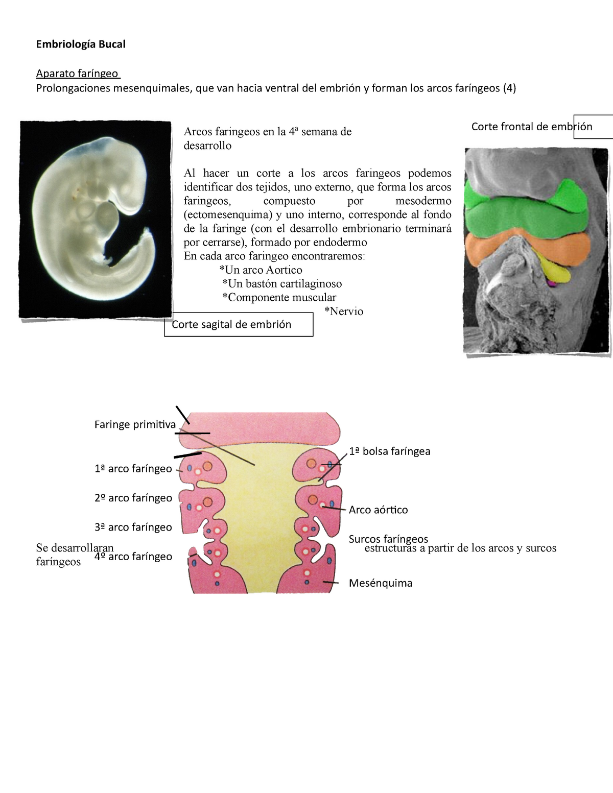 Embriología Bucal Embriología Bucal Aparato Faríngeo Prolongaciones