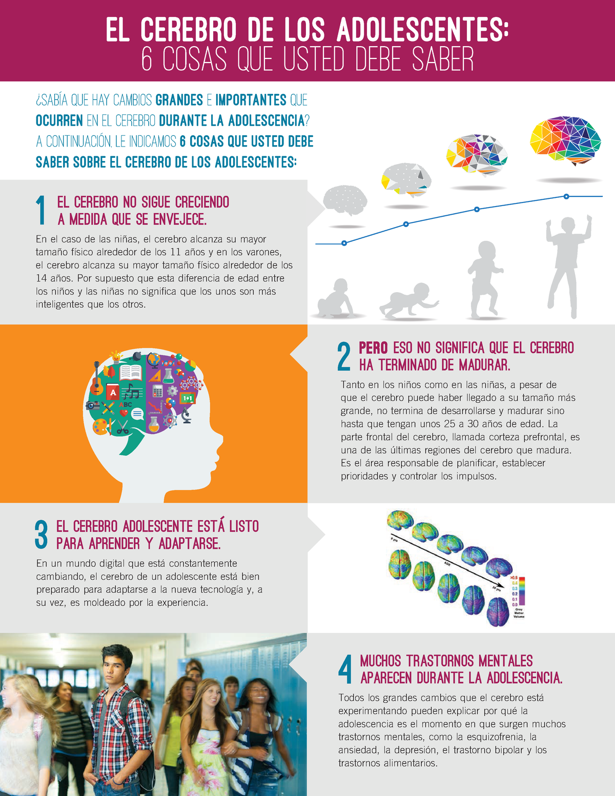 Infografía El Cerebro Adolescente El Cerebro De Los Adolescentes 6