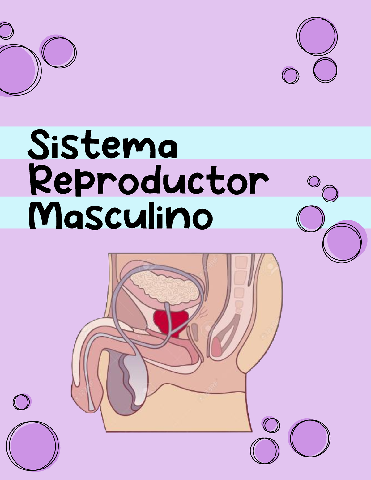 Sistema Reproductor Masculino 1 Órganos Del Sistema Reproductor