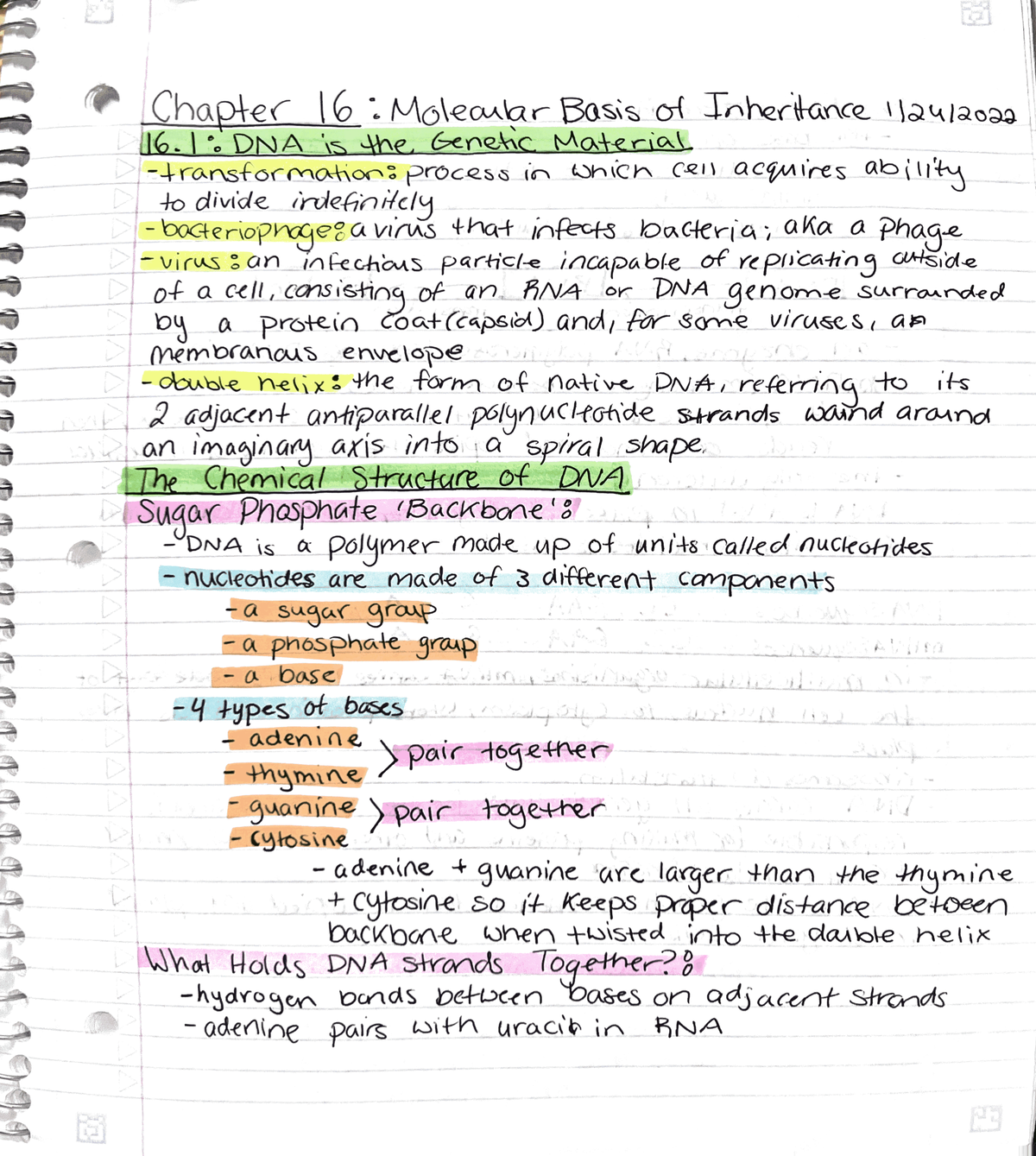 Biology Notes Chapter 16 Bio 151 Studocu