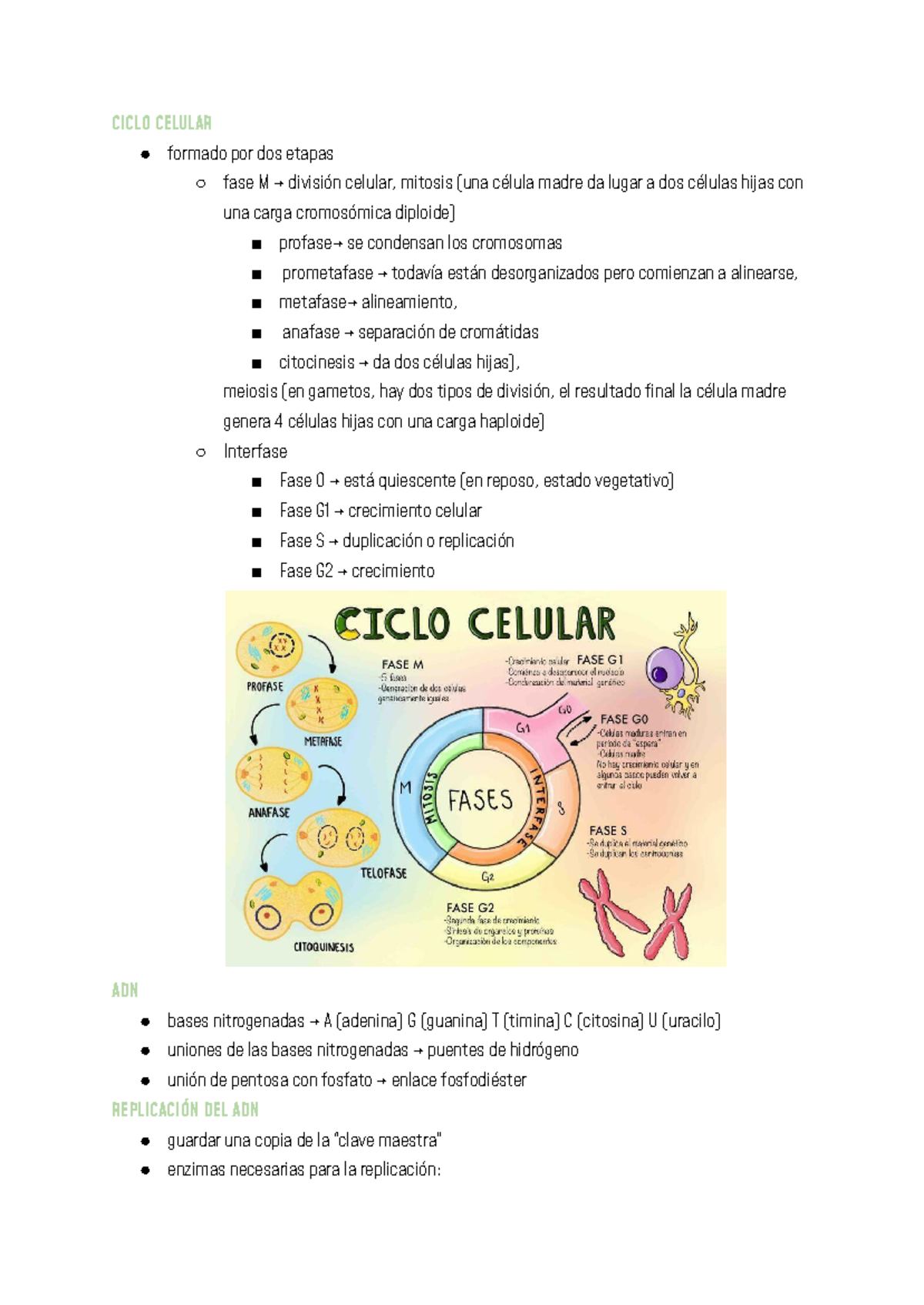 Ciclo Celular Apuntes Ciclo Celular Formado Por Dos Etapas Fase M →