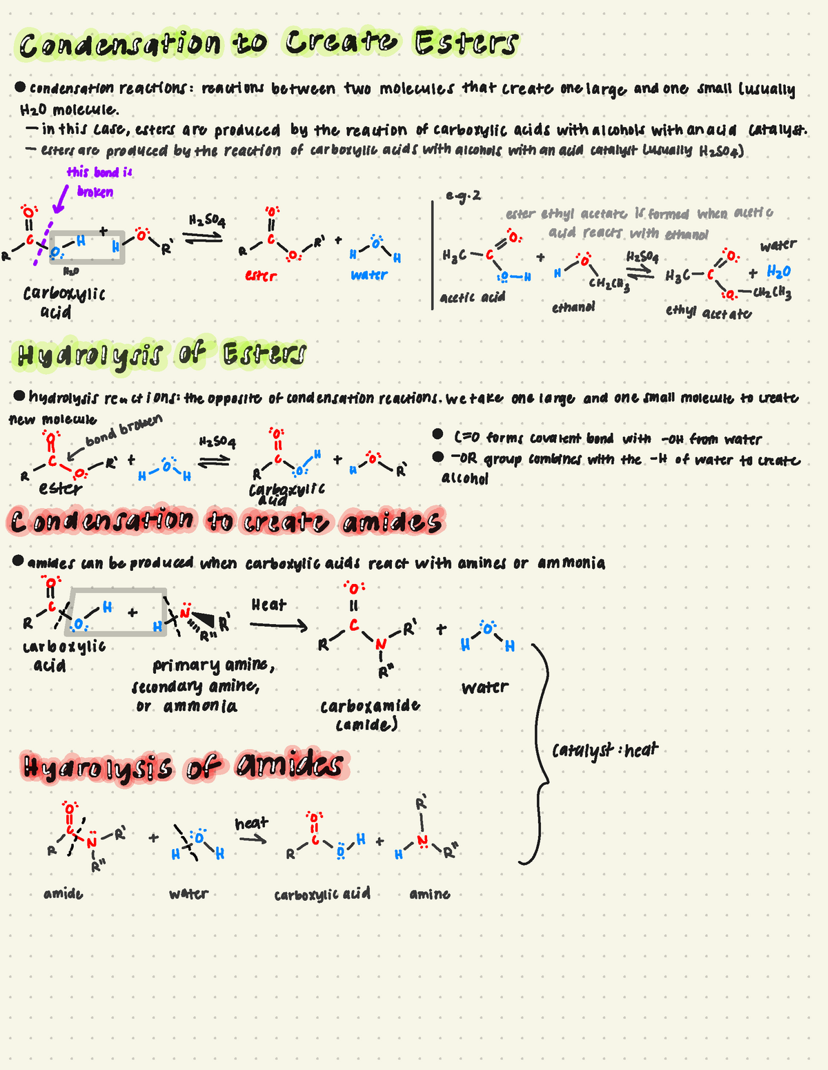 Condensation And Hydrolysis Reactions M12q6 Eon Denstatite