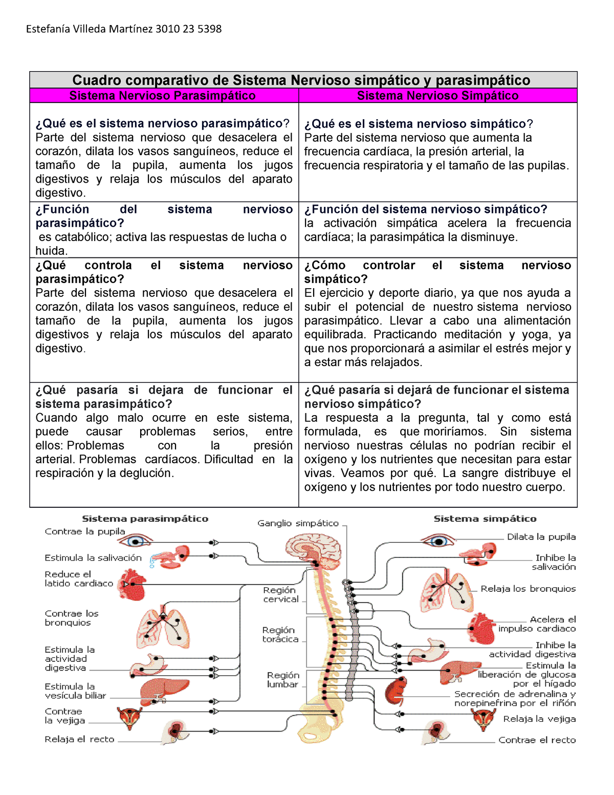 Cuadro Comparativo De Sistema Nervioso Simpático Y Parasimpáticoev