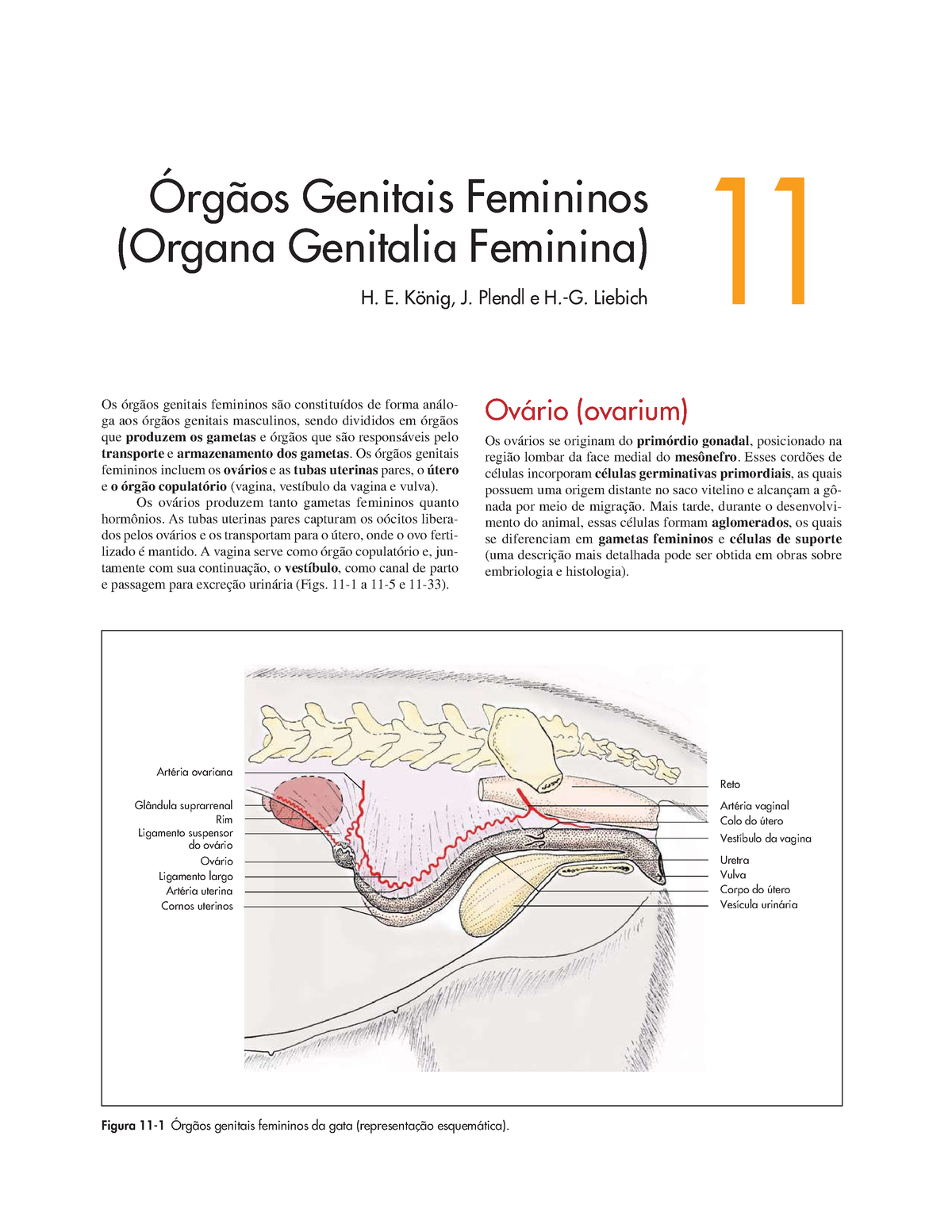 Anatomia Do Orgão Reprodutor Feminino Os órgãos Genitais Femininos