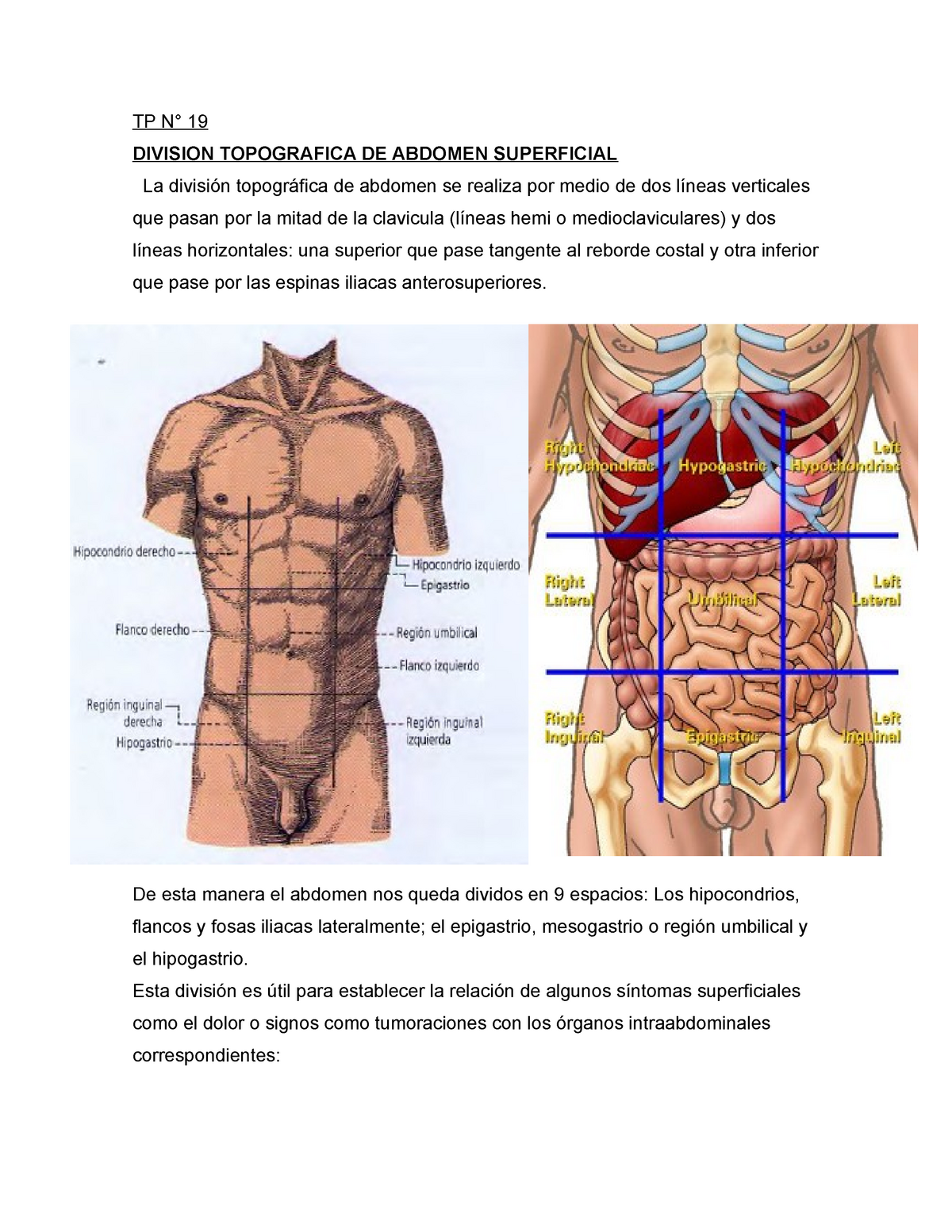 Anatomia Topografica De Abdomen Tp Topografica De Abdomen De Abdomen