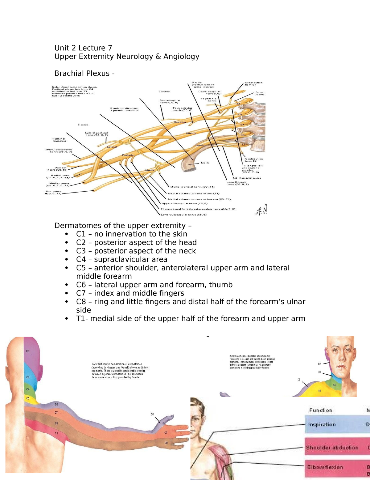 Unit 2 Lecture 7 Brachial Plexus Unit 2 Lecture 7 Upper Extremity