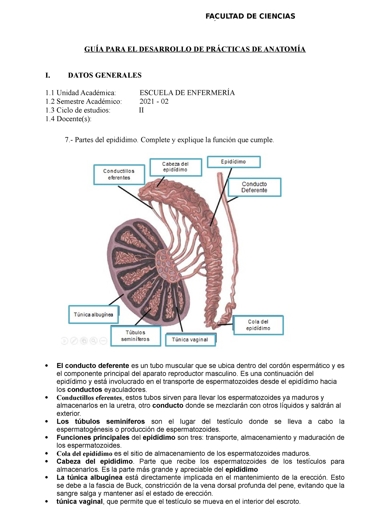 15 Guia De Anatomía Sesión 15 Aparato Reproductor Masculino GuÍa