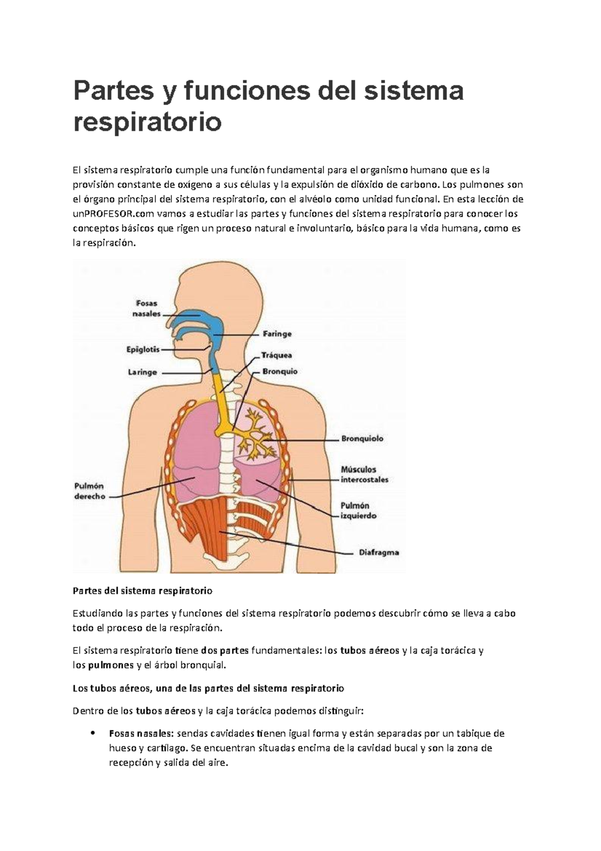 Sistema Respiratorio Partes Y Funciones Del Sistema