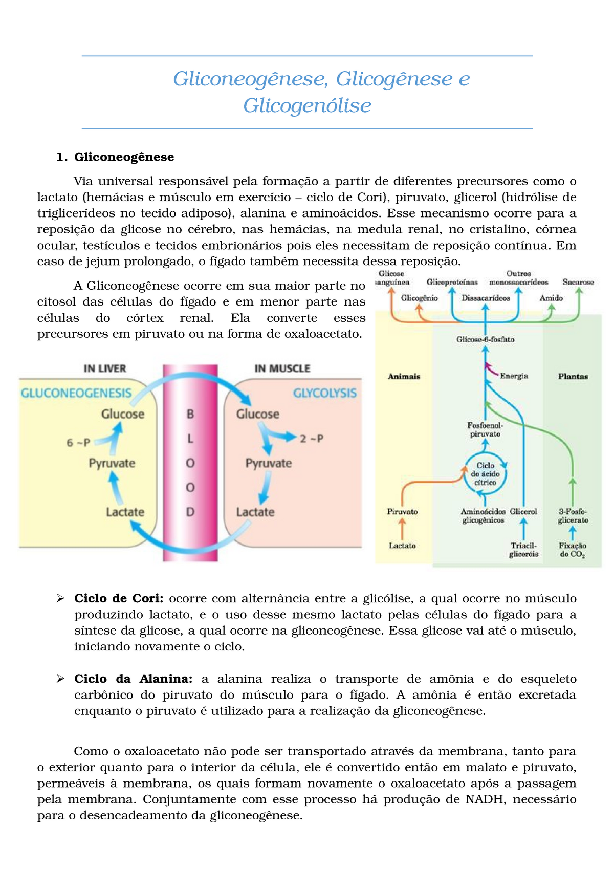 Gliconeogênese Gliconeogênese Glicogênese E Glicogenólise 1ênese Via