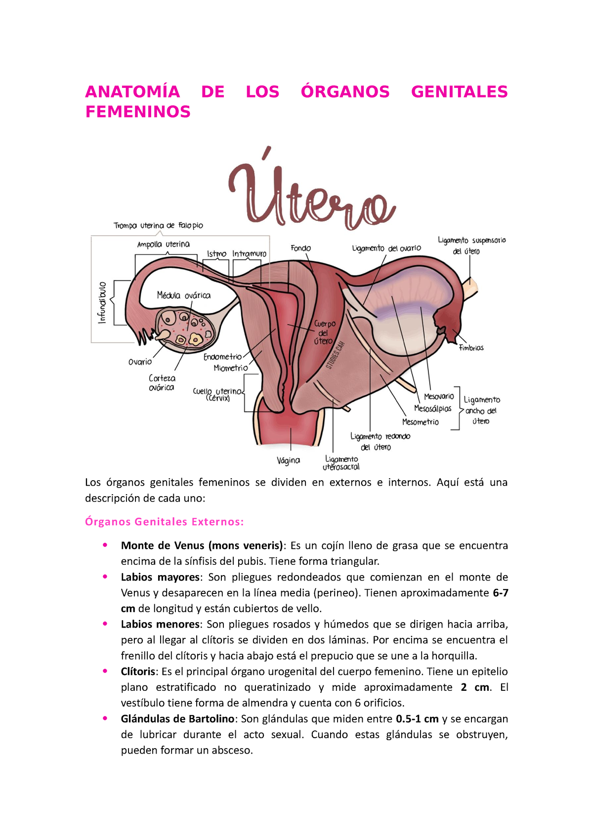 Apuntes De Embriología AnatomÍa De Los Órganos Genitales Femeninos