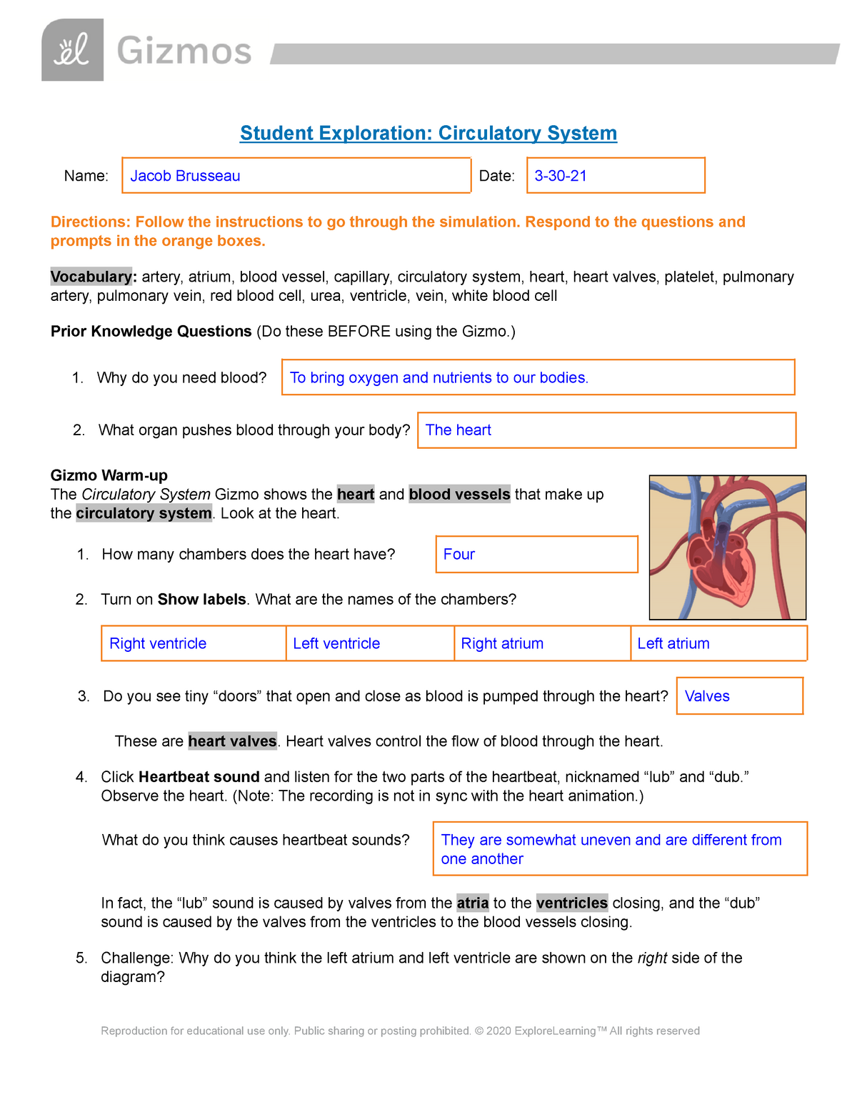 Circulatory System Worksheet Answers Pdf Organicled