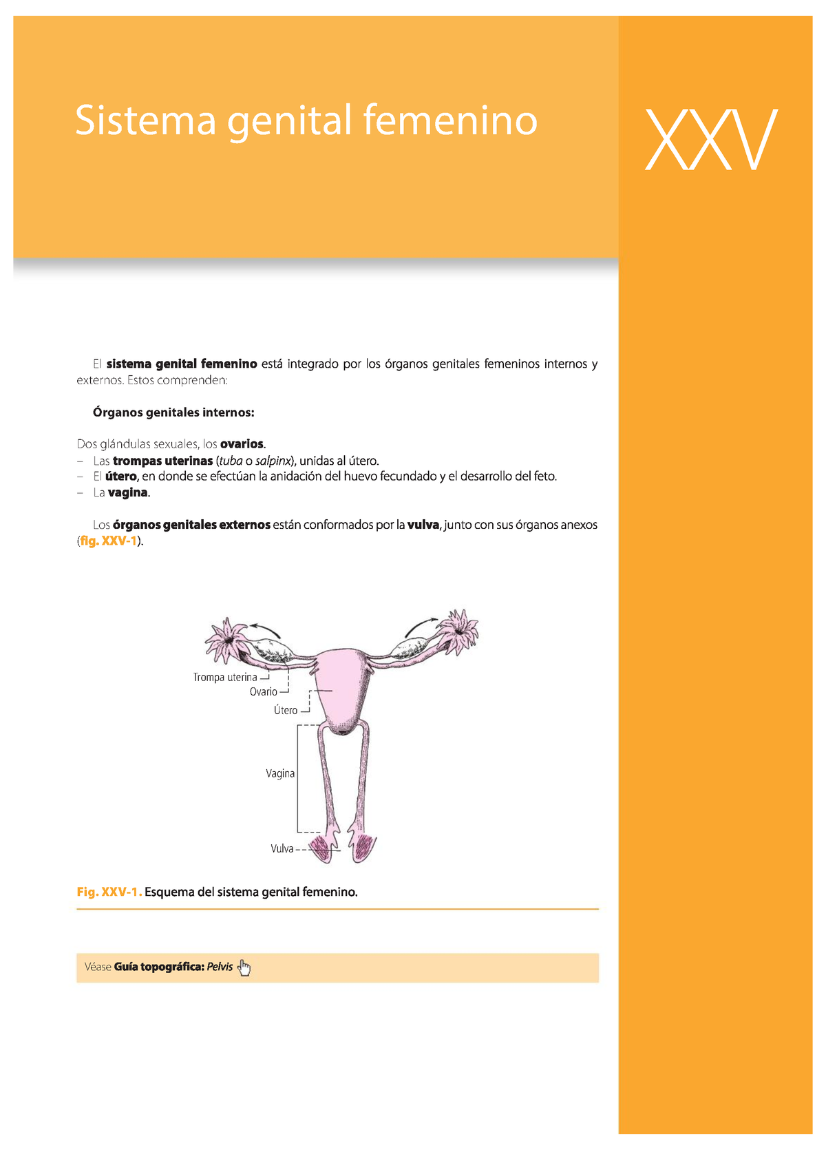 Aparato Genital Femenino Sistema Genital Femenino Xxv El Sistema