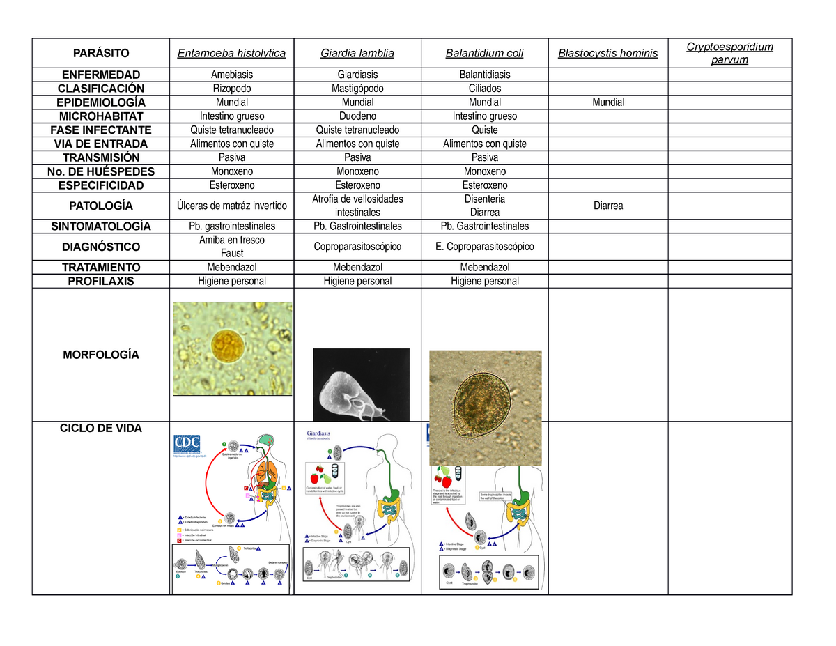 Cuadro Todos Grade 10 ParÁsito Entamoeba Histolytica Giardia