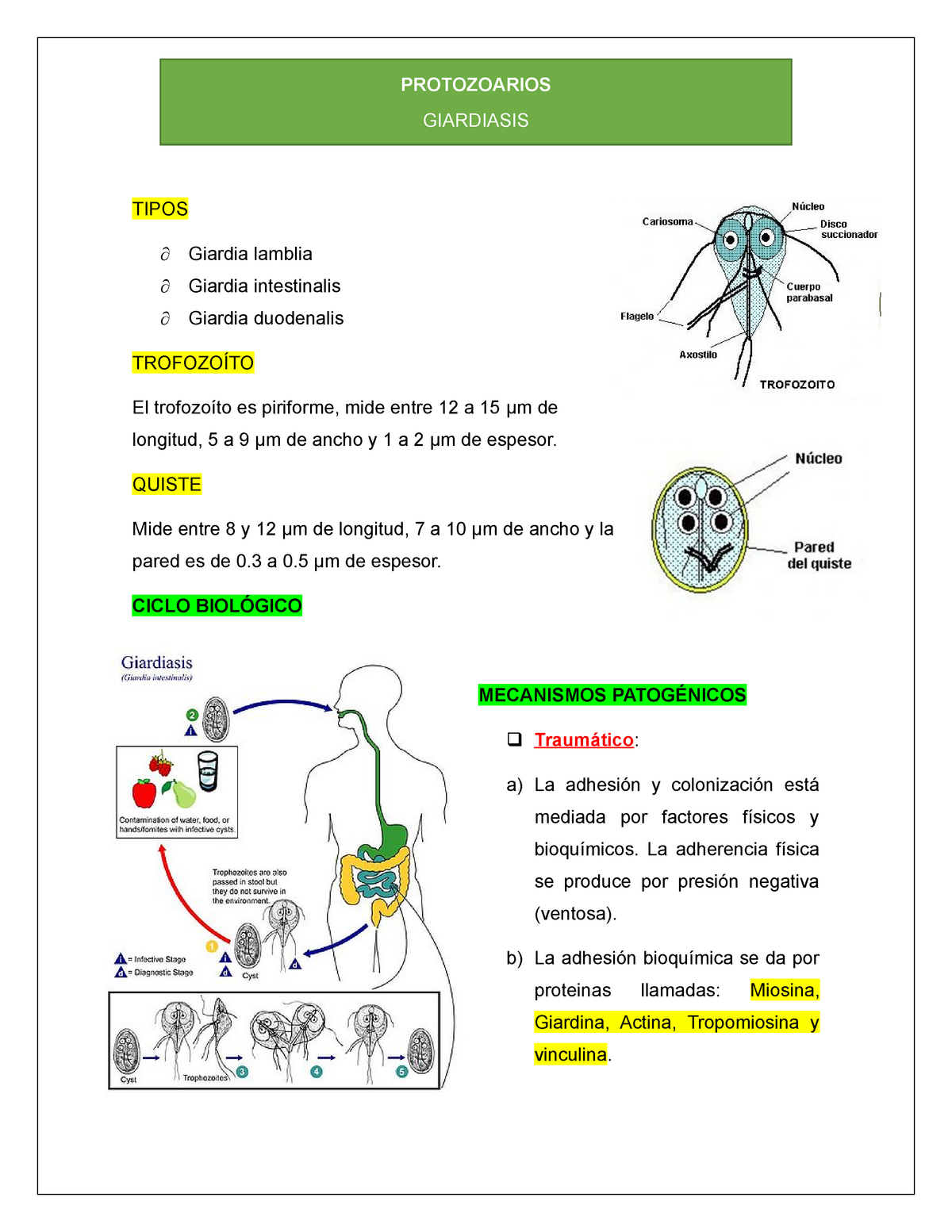 Giardiasis Y Trichomonas Tipos Giardia Lamblia Giardia Intestinalis